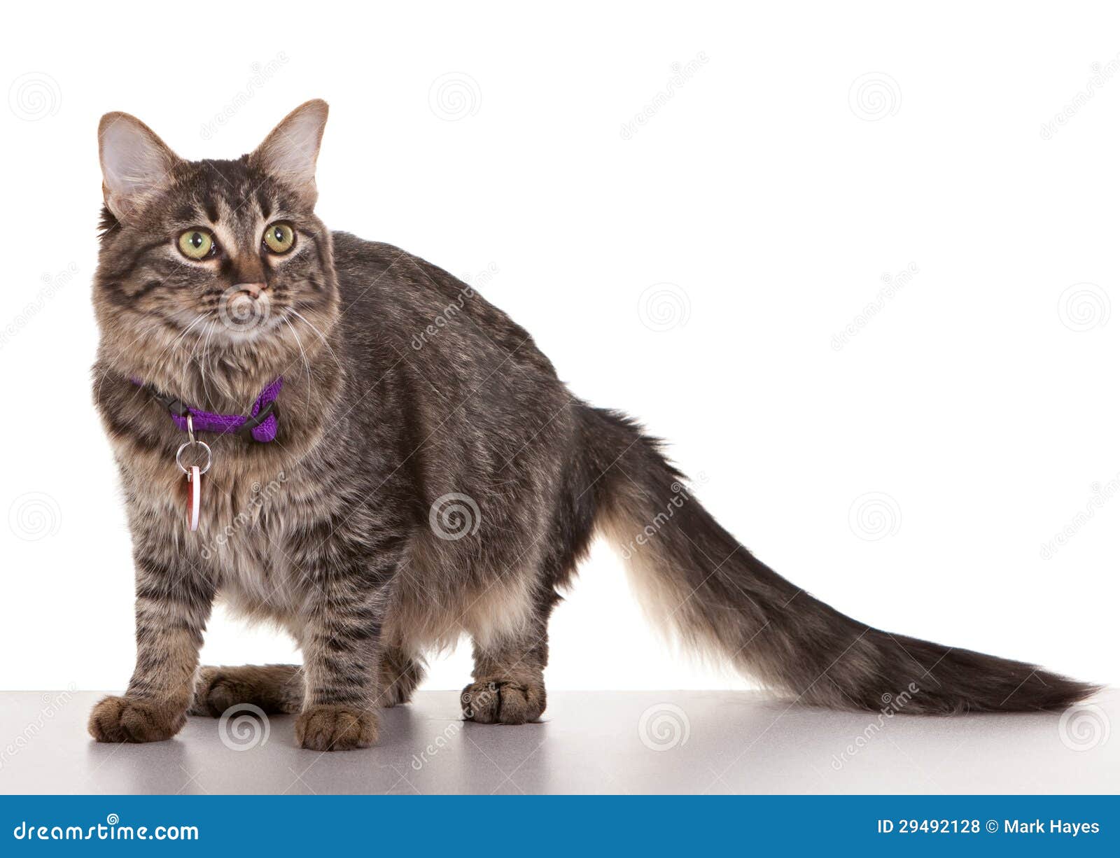 Adult Cat stock photo. Image of feline, adult, curiosity - 29492128