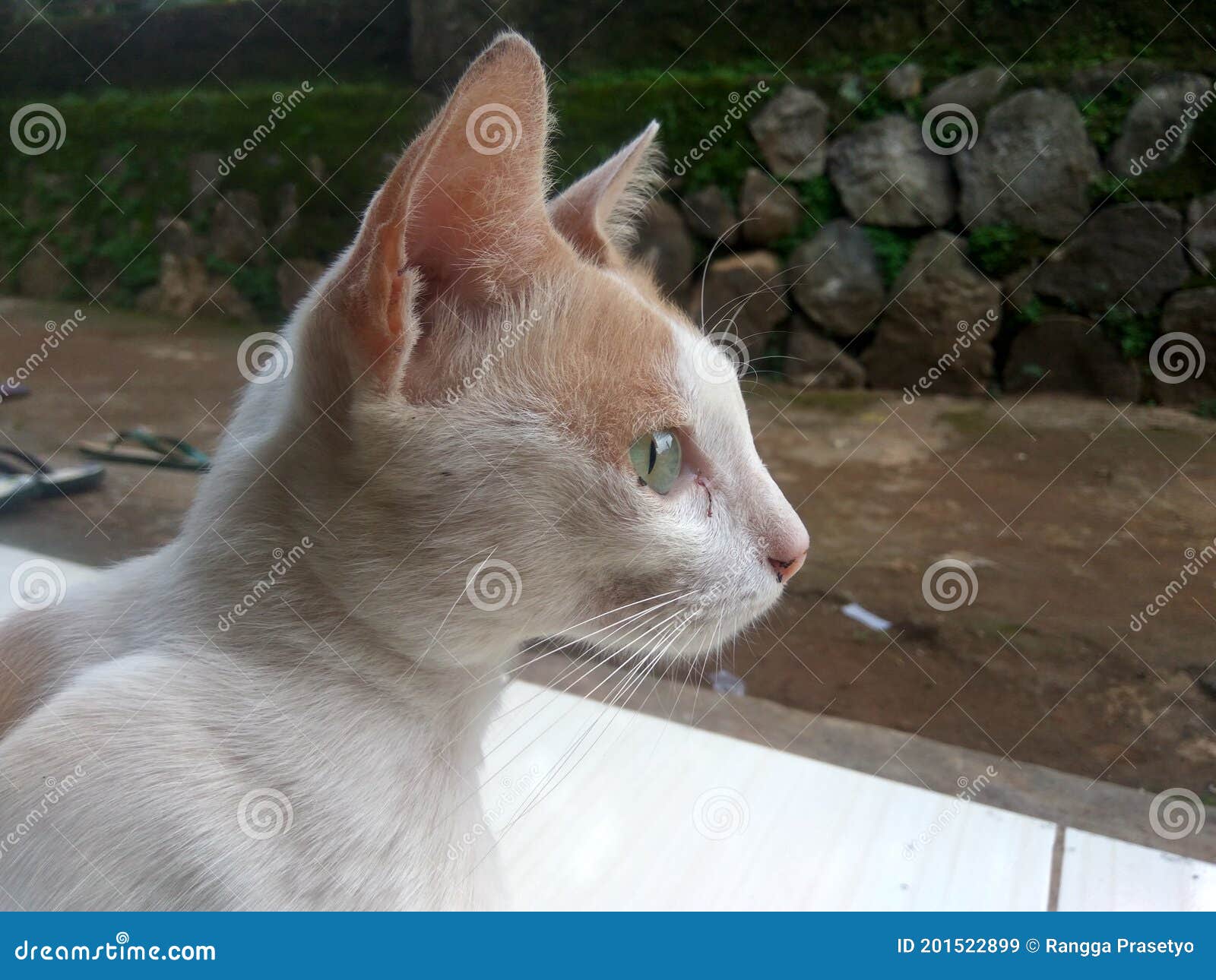 Adult Cat kitten stock image. Image of snout, kitte - 201522899