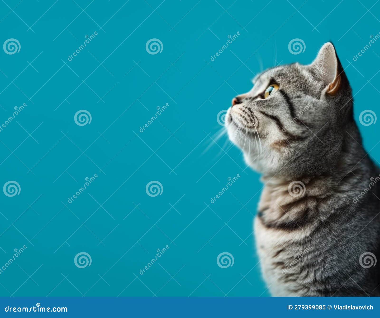 Adult Cat in Profile on a Blue Background, Free Space. AI Generated ...