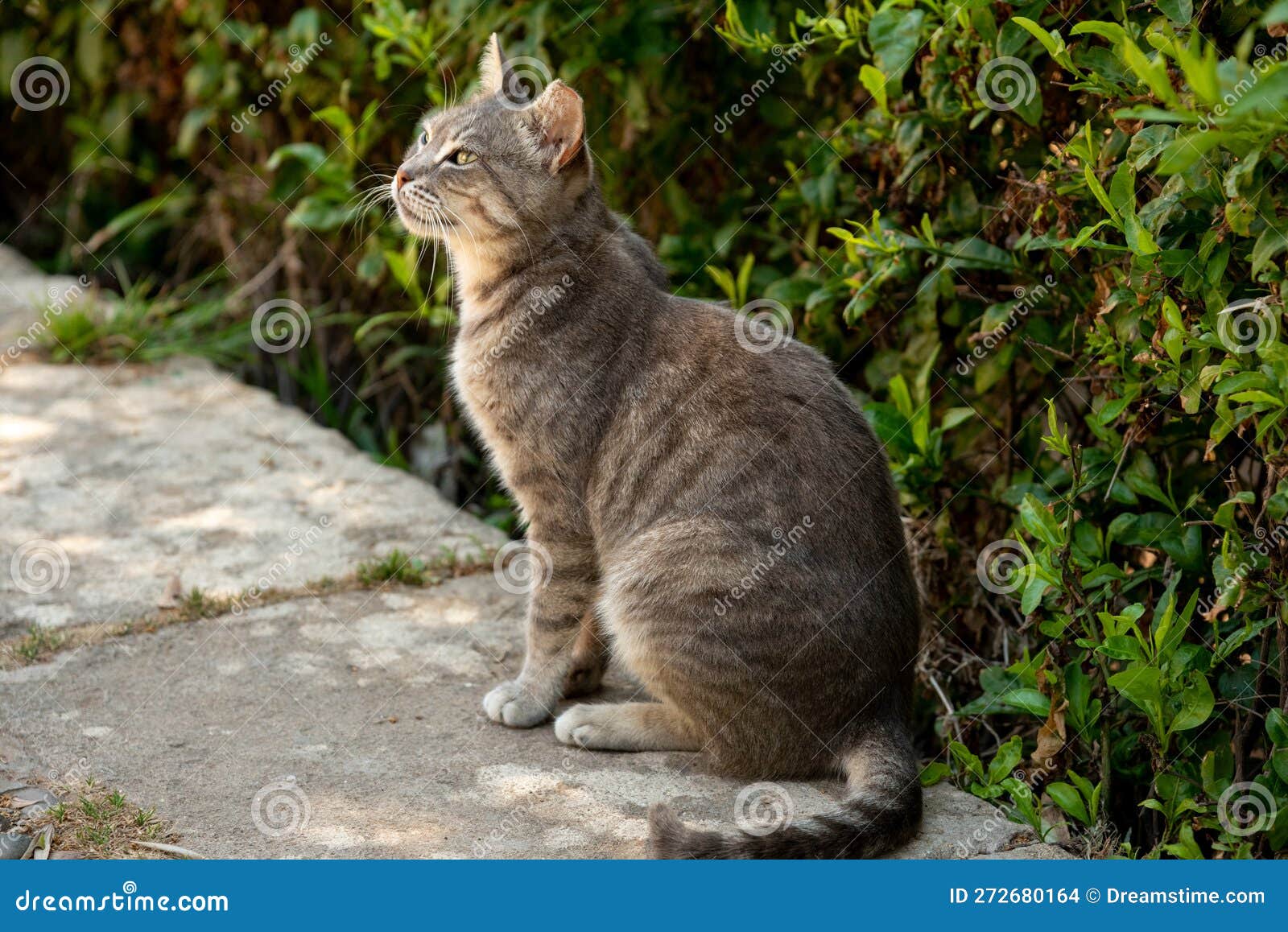 Adult Cat Standing Next To Nature Stock Photo - Image of nature, animal ...