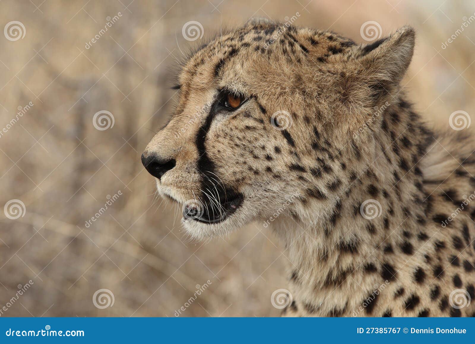 Adult Cheetah Looking To the Left Stock Image - Image of africa, land ...