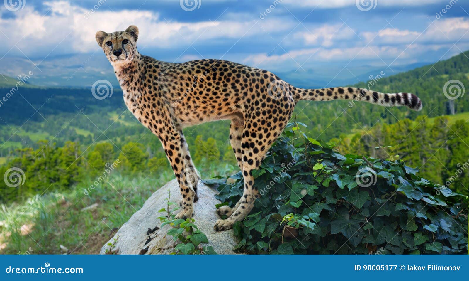 Adult Cheetah Standing on Stone Stock Image - Image of wildness ...