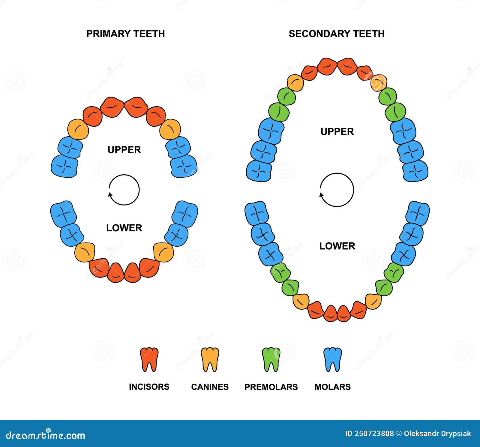 Adult and Child Jaws Anatomy with Descriptions. Incisor, Canine ... Adult and Child Jaws Anatomy with Descriptions. Incisor, Canine ...