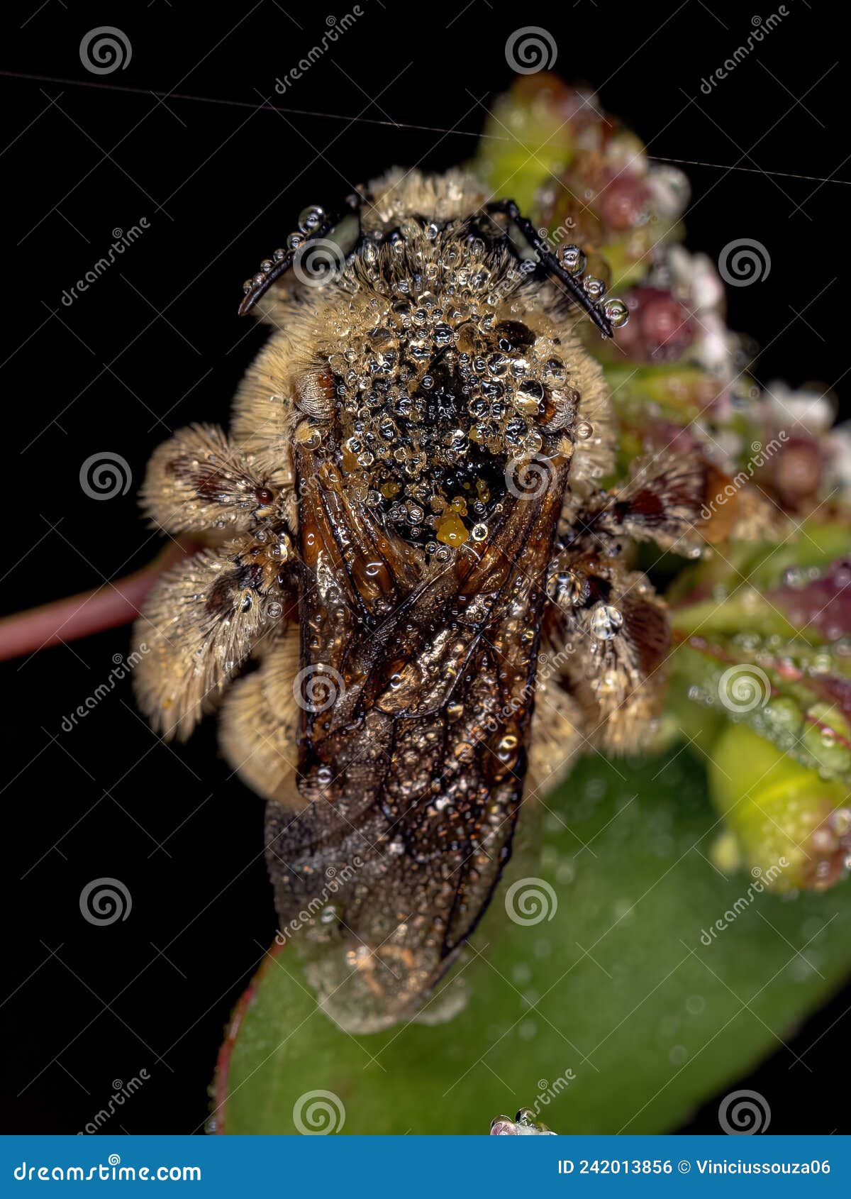 Adult Chimney Bee stock photo. Image of animal, honeybee - 242013856