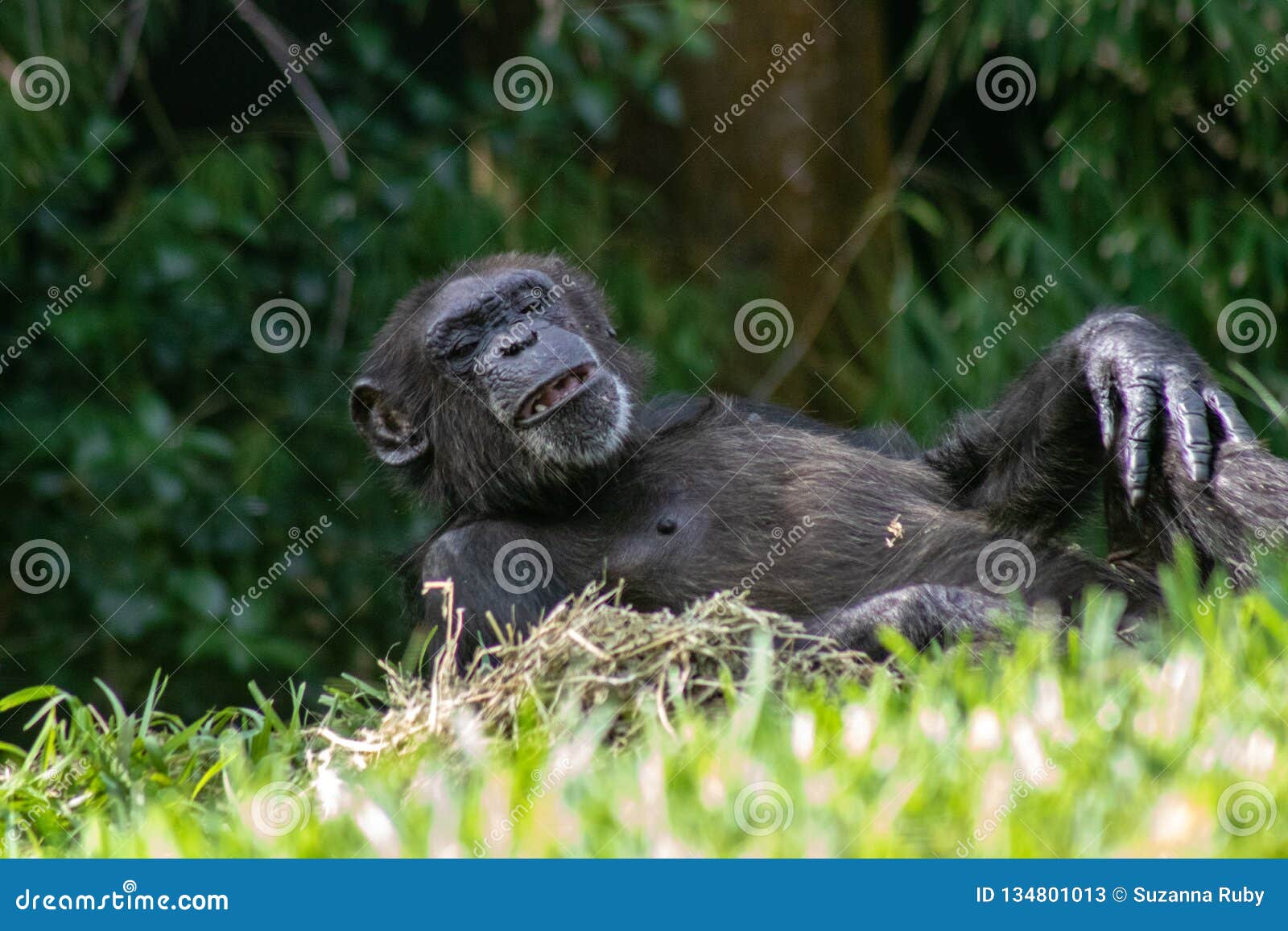 Adult chimpanzee stock image. Image of wild, primate - 134801013