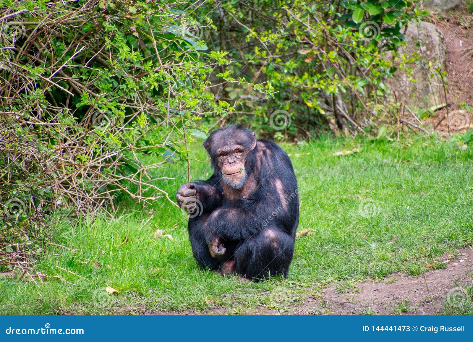 Adult Chimpanzee sitting stock image. Image of face - 144441473