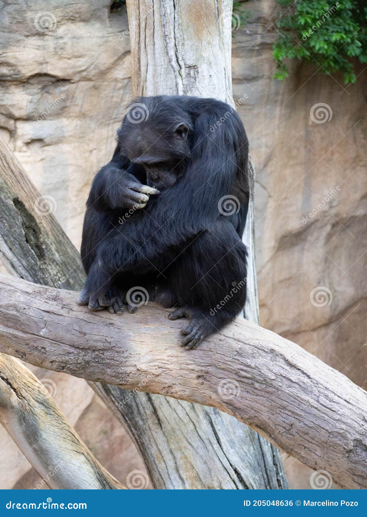 Adult Chimpanzee Sitting on the Trunk Stock Photo - Image of protection ...