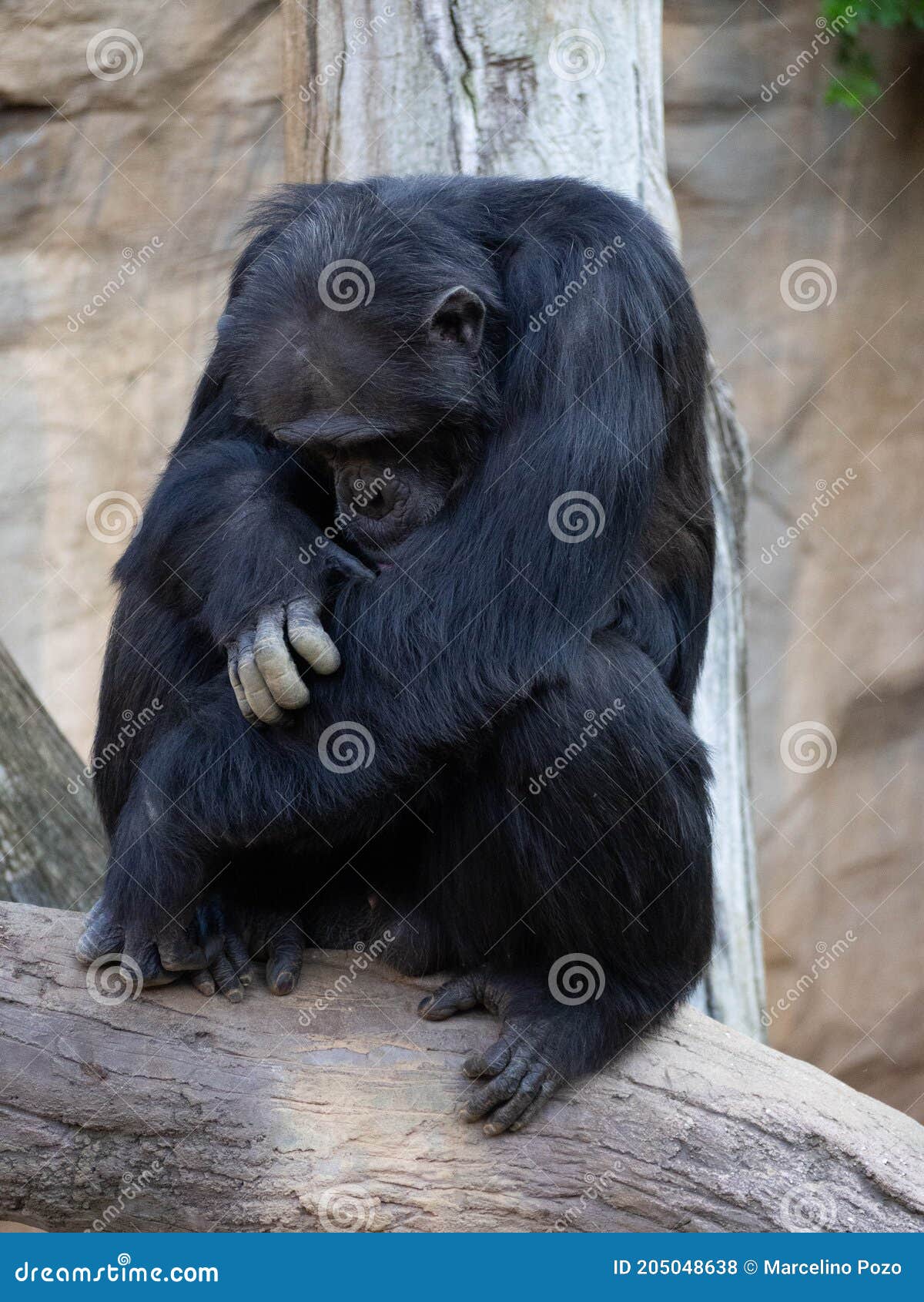Adult Chimpanzee Sitting on the Trunk Stock Photo - Image of primate ...