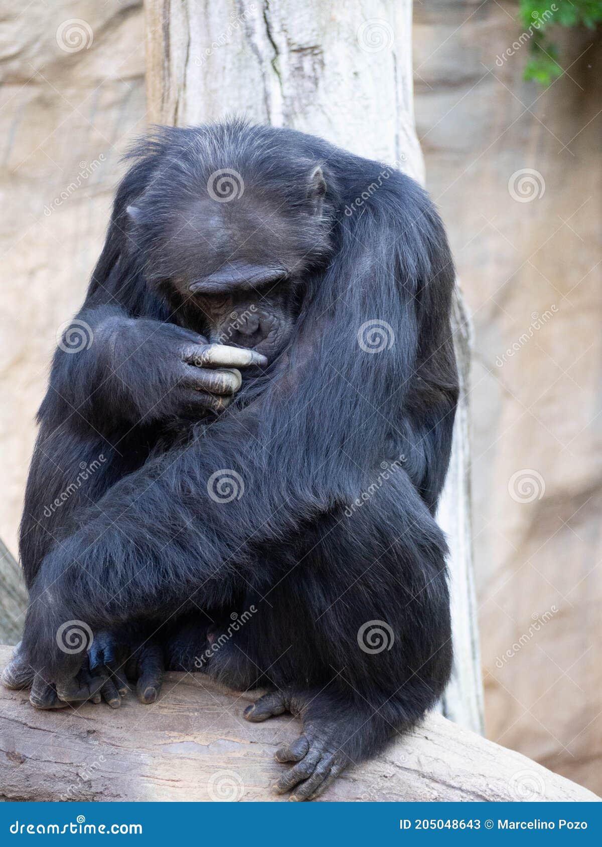 Adult Chimpanzee Sitting on the Trunk Stock Image - Image of portrait ...