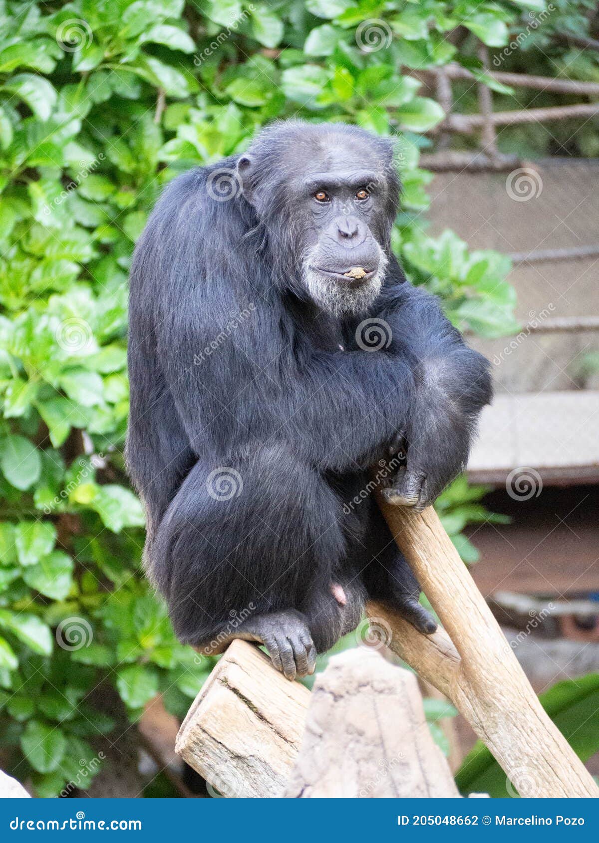 Adult Chimpanzee Sitting on the Trunk Stock Photo - Image of sitting ...
