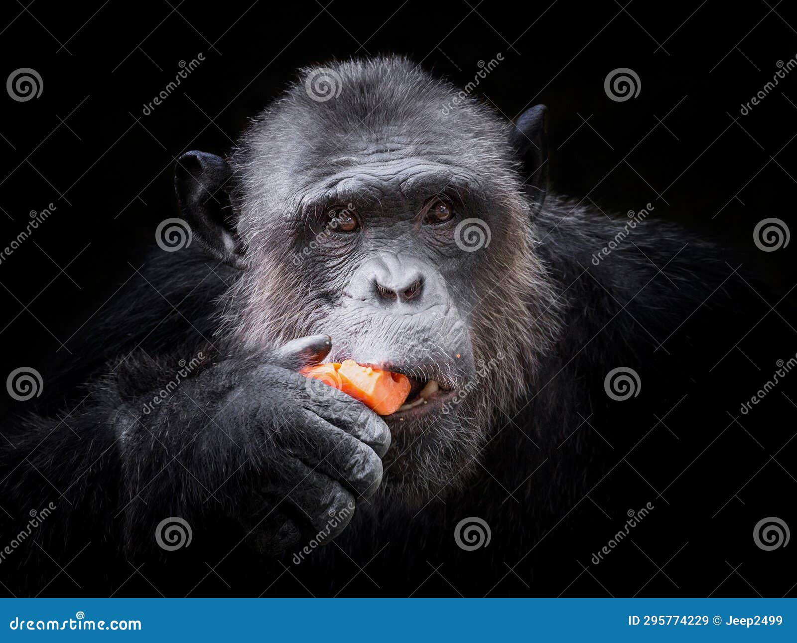 Chimpanzees eating fruit. stock image. Image of wildlife - 295774229
