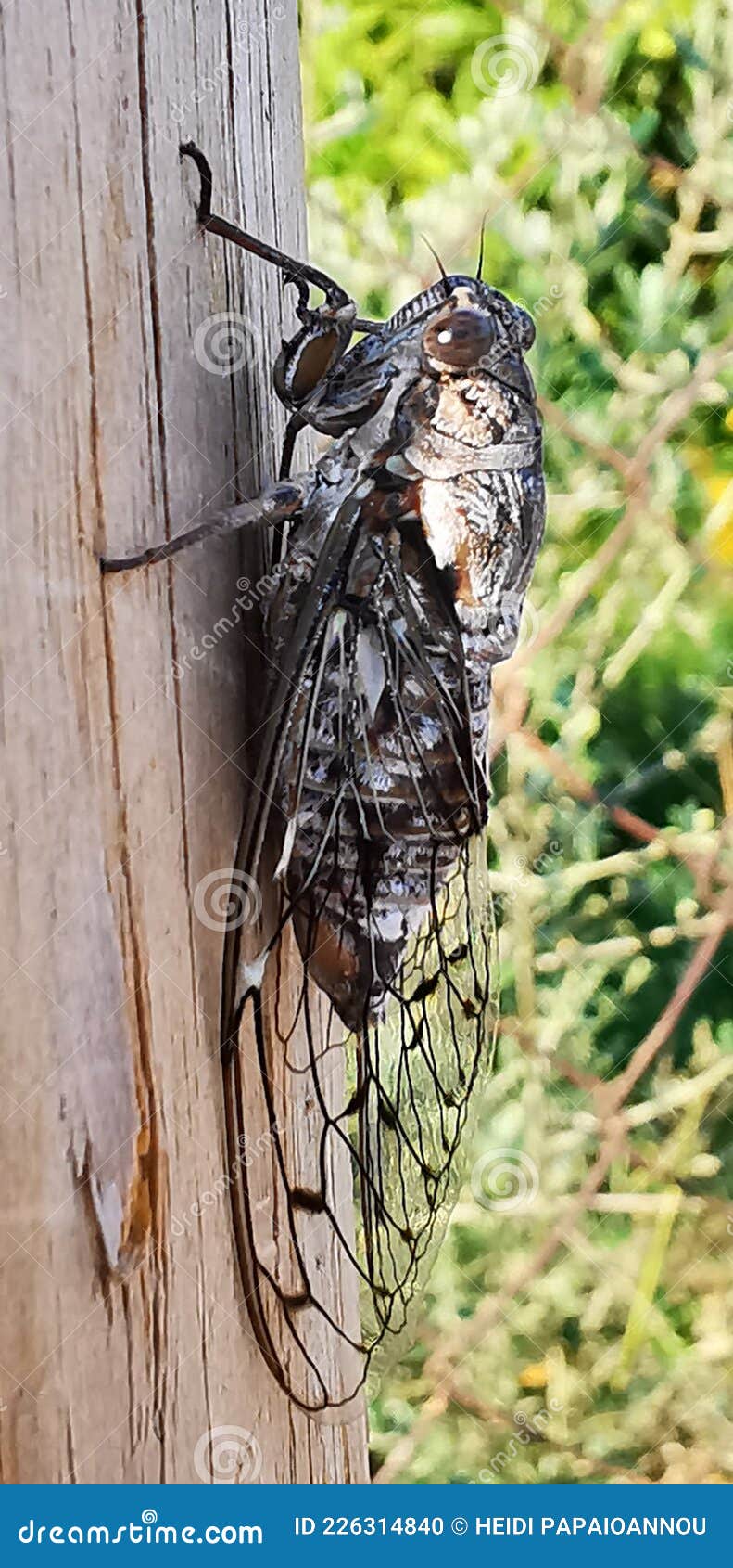 Cicada, Cicadas, Adult Cicada Greece Stock Photo | CartoonDealer.com ...