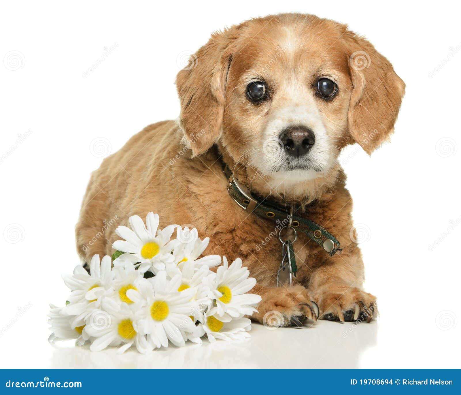 119 Adult Cockapoo Dog Stock Photos - Free & Royalty-Free Stock Photos ...