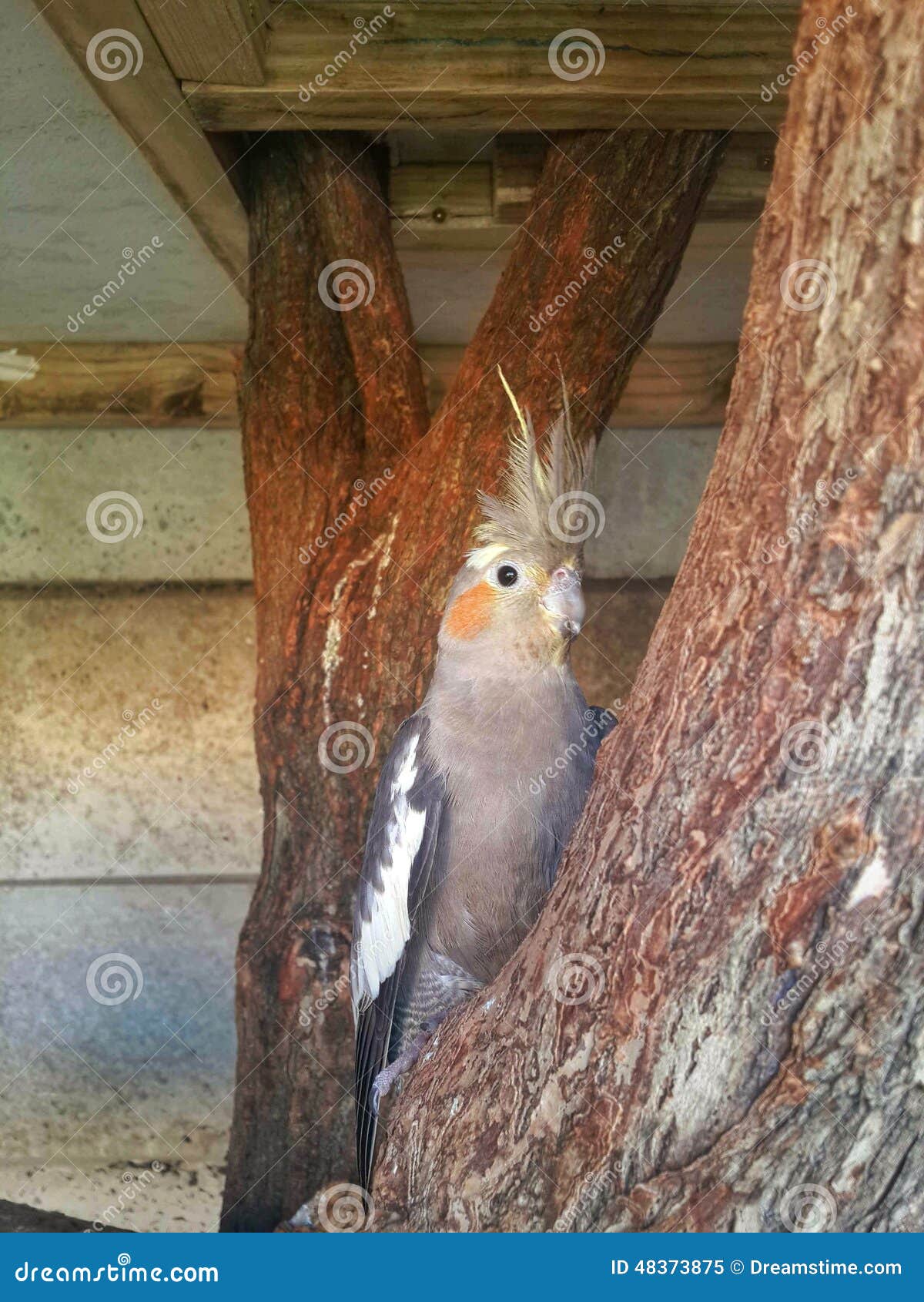 Adult cockatiel stock image. Image of orange, branch - 48373875