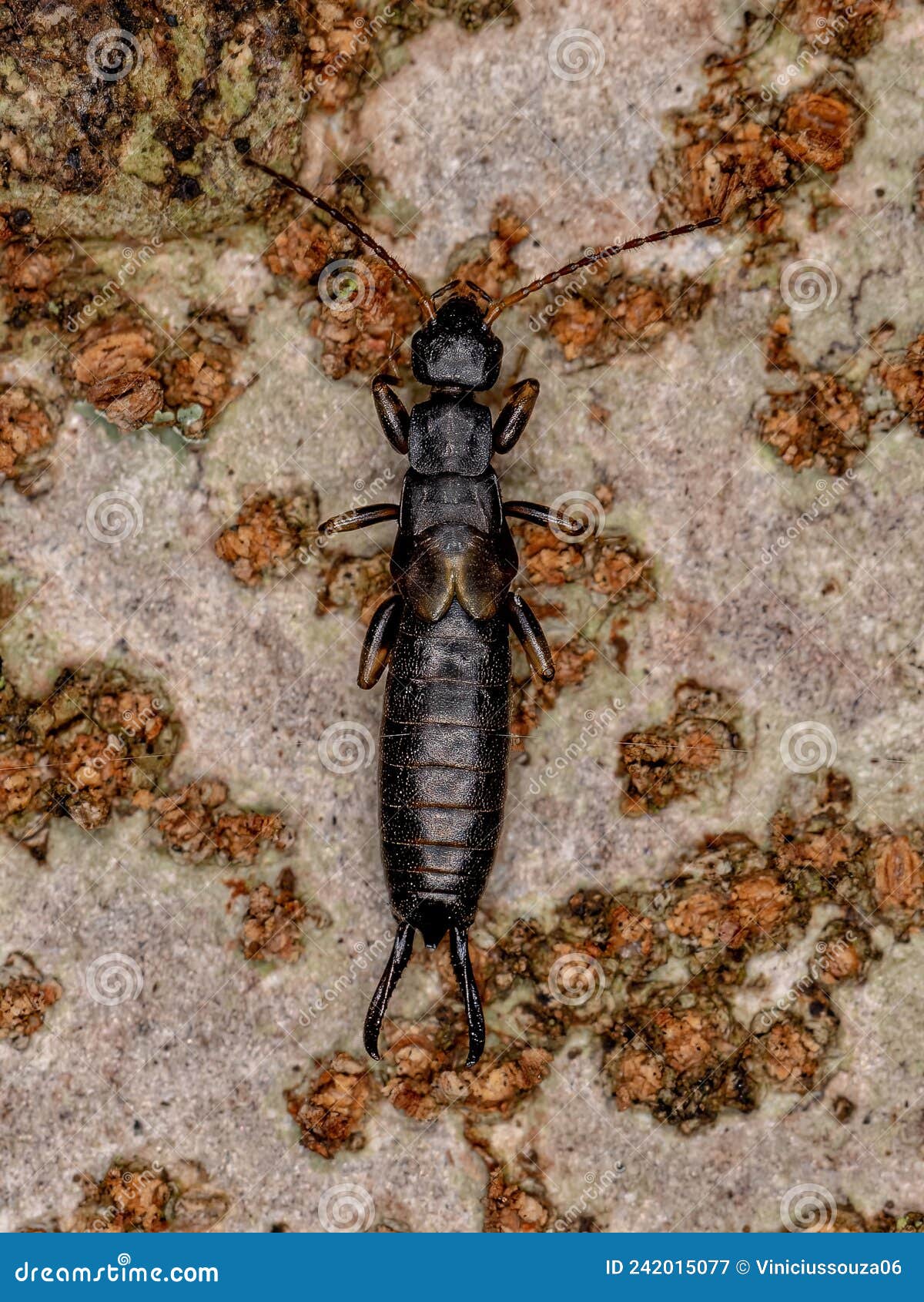 Adult Common Earwig stock image. Image of entomology - 242015077