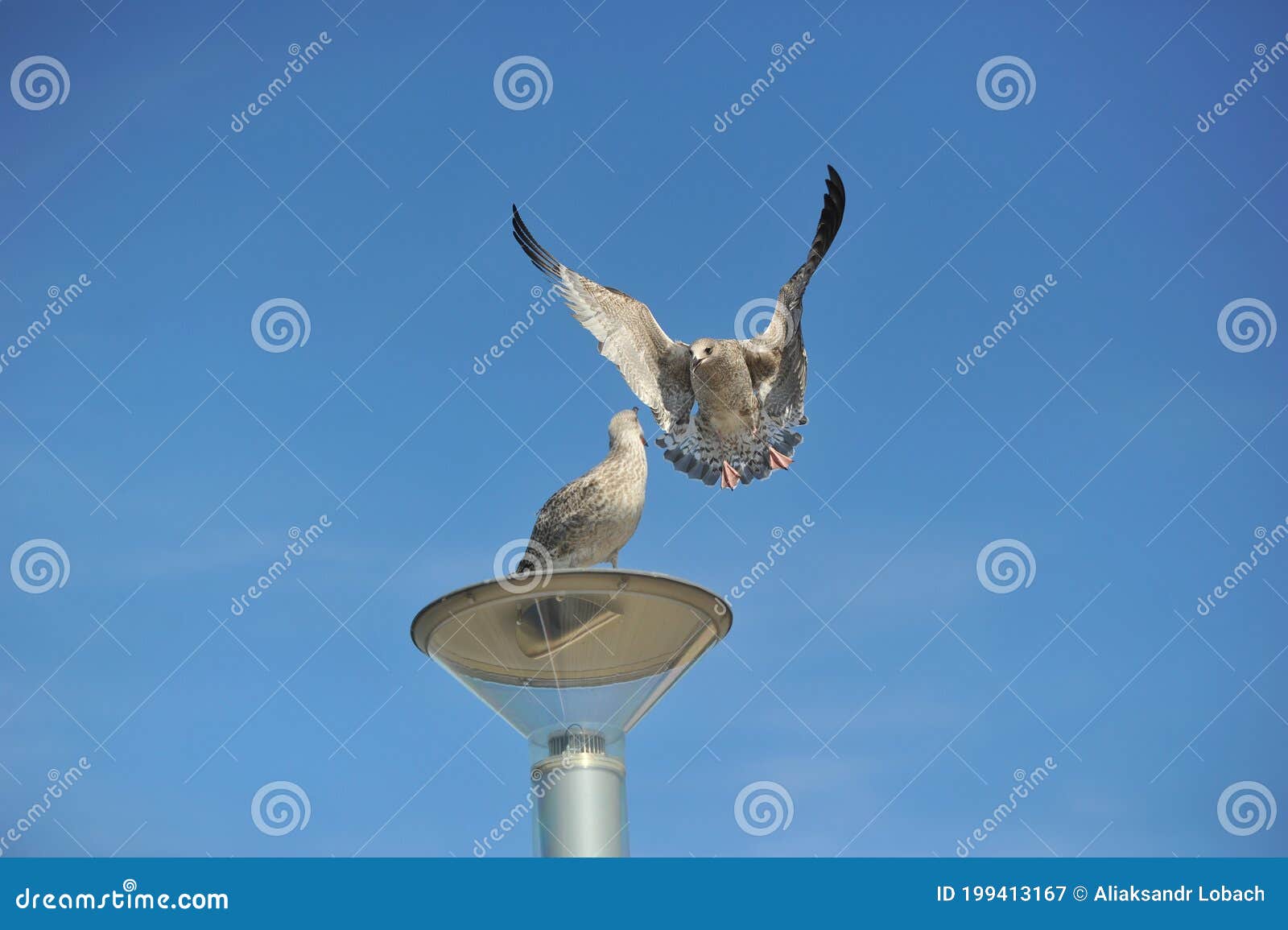 Adult Common Gulls Fly in Rome, One Gull Stands on a Lamp, the Second ...