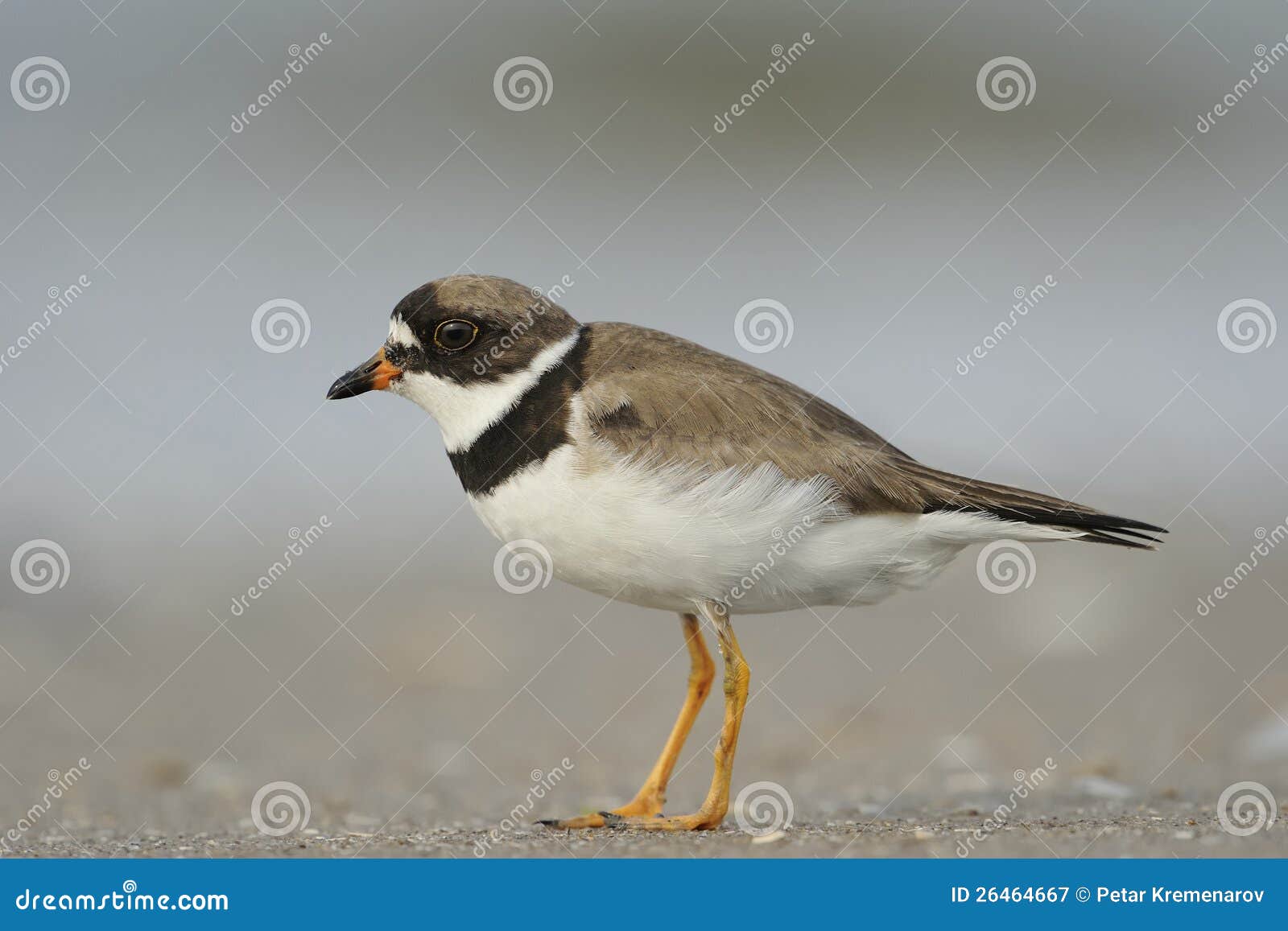 Adult Common Ringed Plover stock image. Image of nature - 26464667