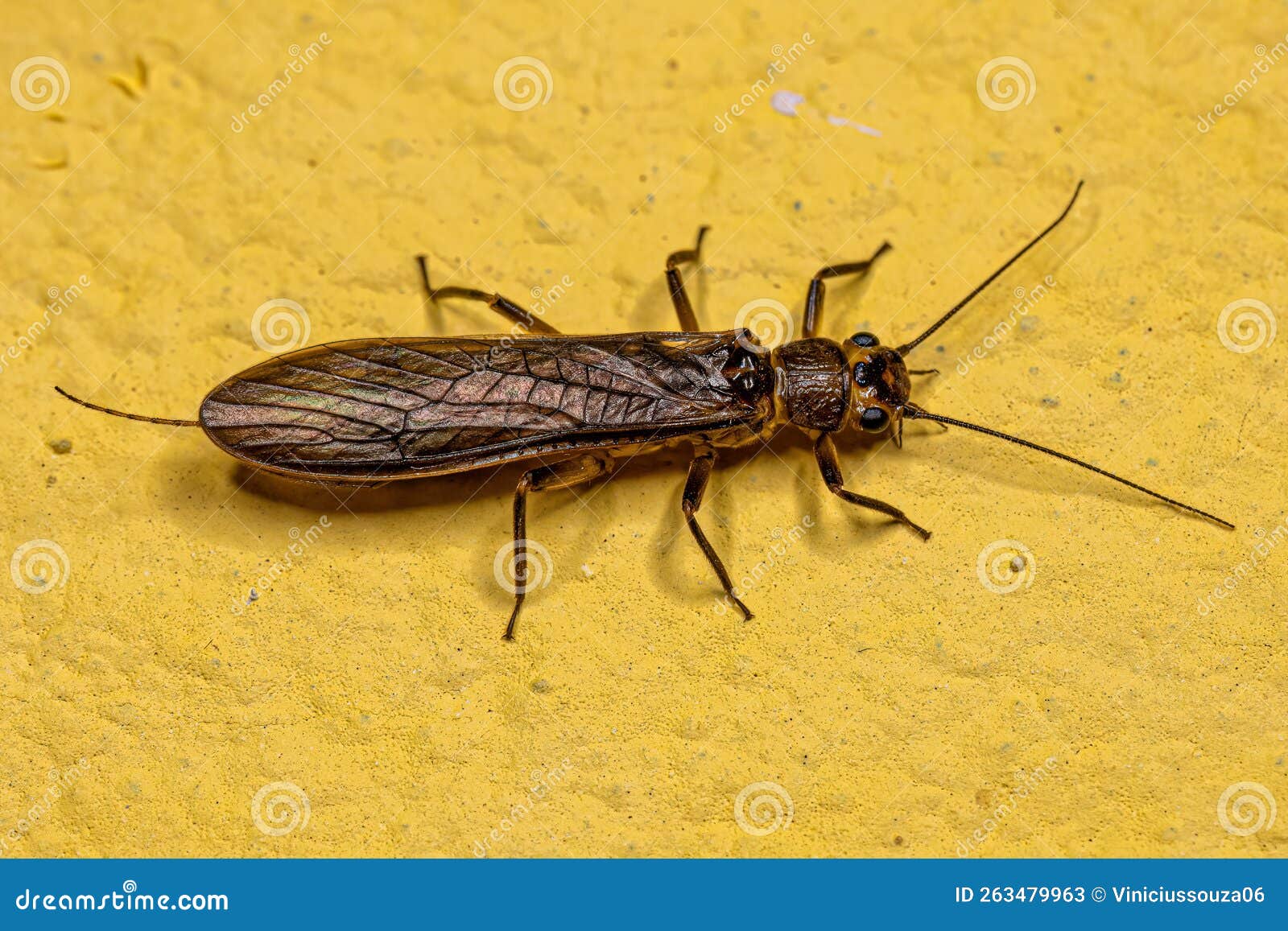 Adult Common Stonefly Insect Stock Image - Image of stonefly, insecta ...
