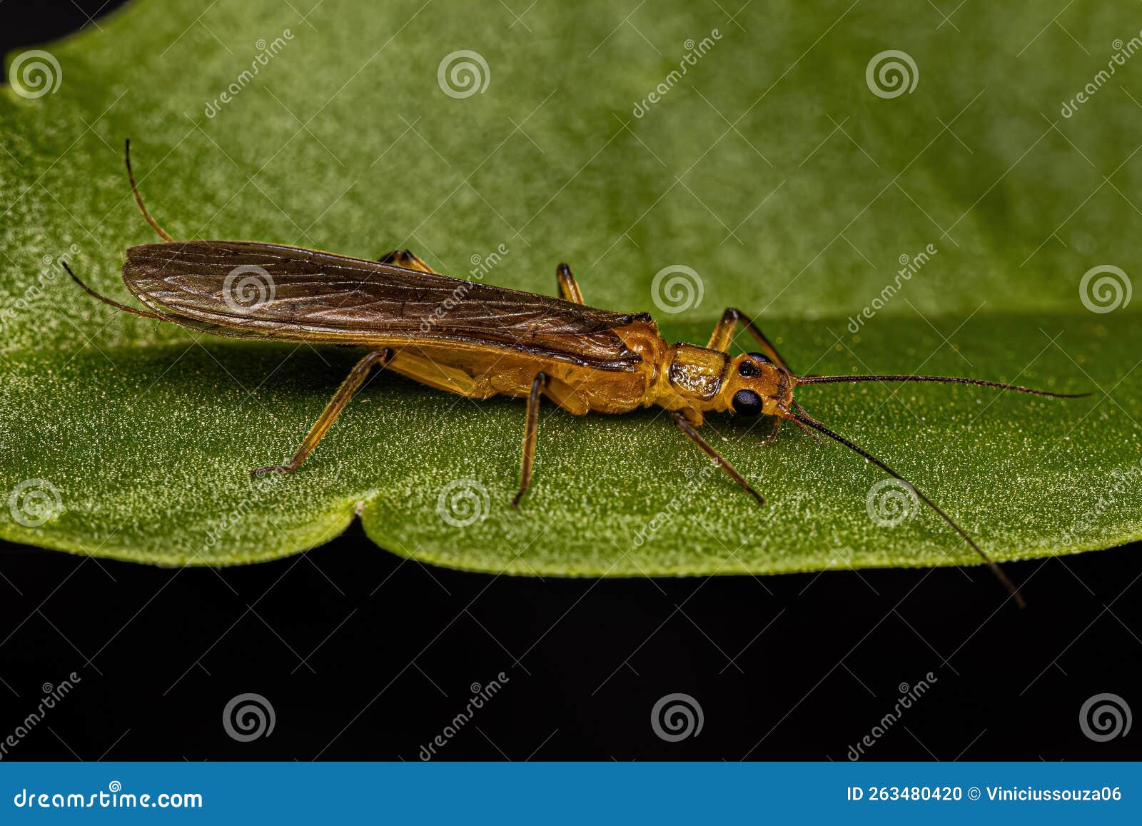 Order Plecoptera Stock Photos - Free & Royalty-Free Stock Photos from ...
