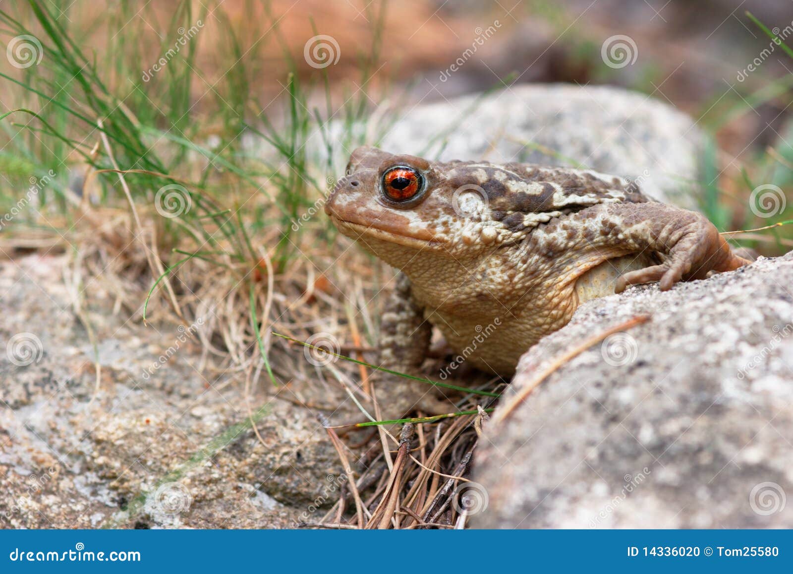 Adult Common Toad Walking on the Floor Stock Photo - Image of spotted ...