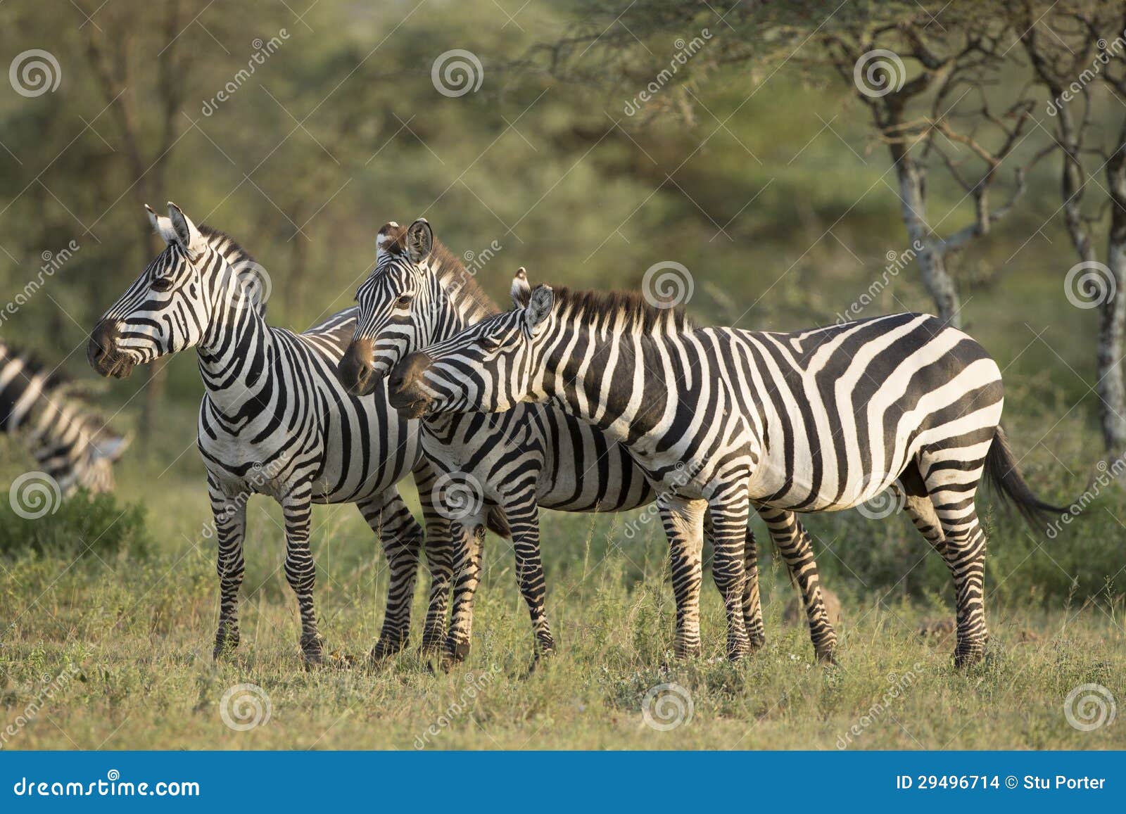 Adult Common Zebra, Tanzania Stock Photo - Image of mammal ...