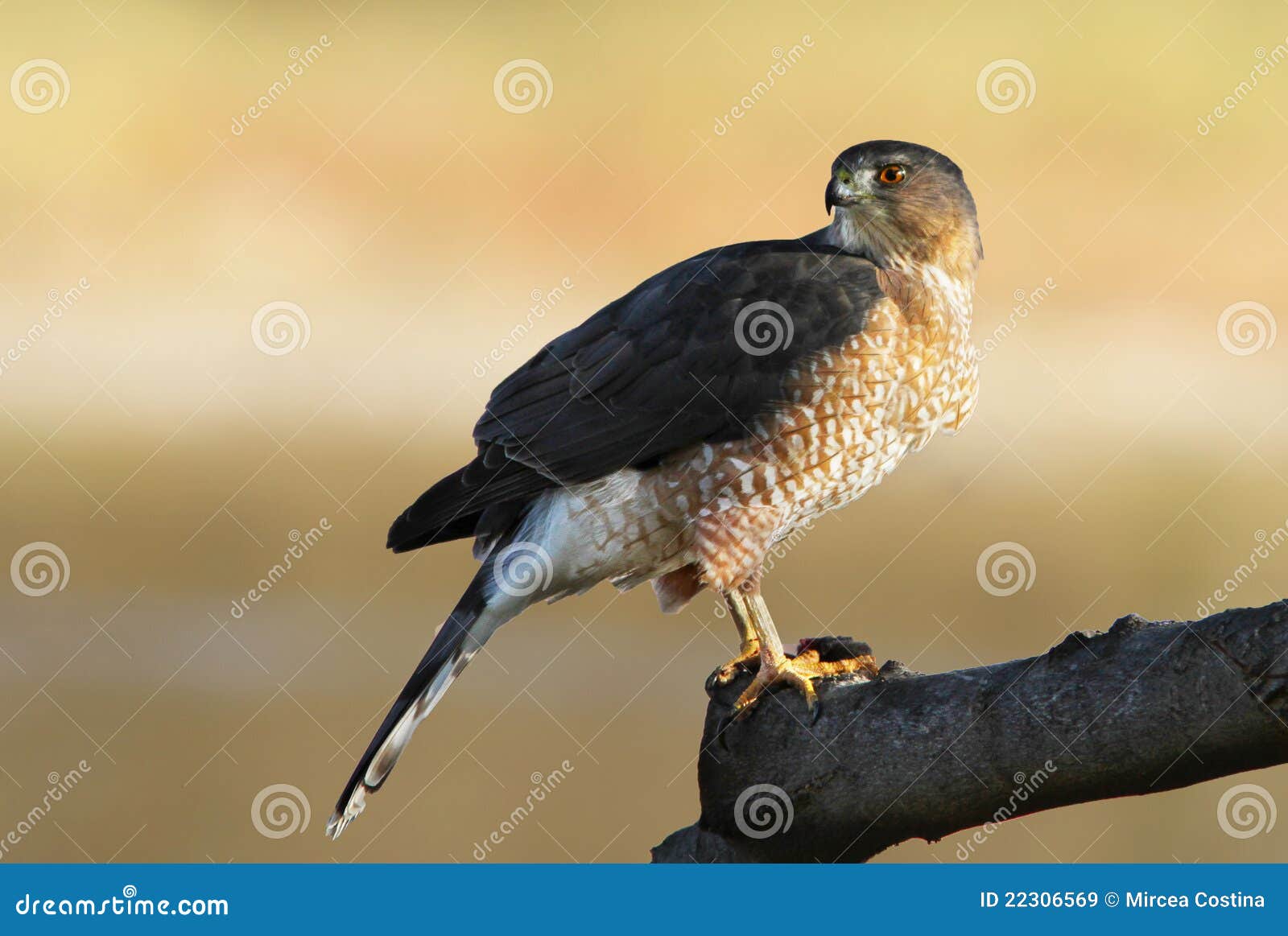 Adult Cooper s hawk stock image. Image of dominant, hawk - 22306569