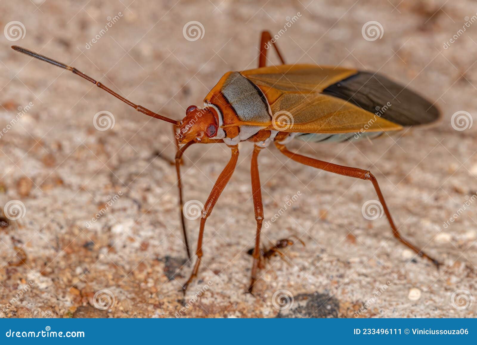 Adult Cotton Stainer Bug stock image. Image of creature - 233496111