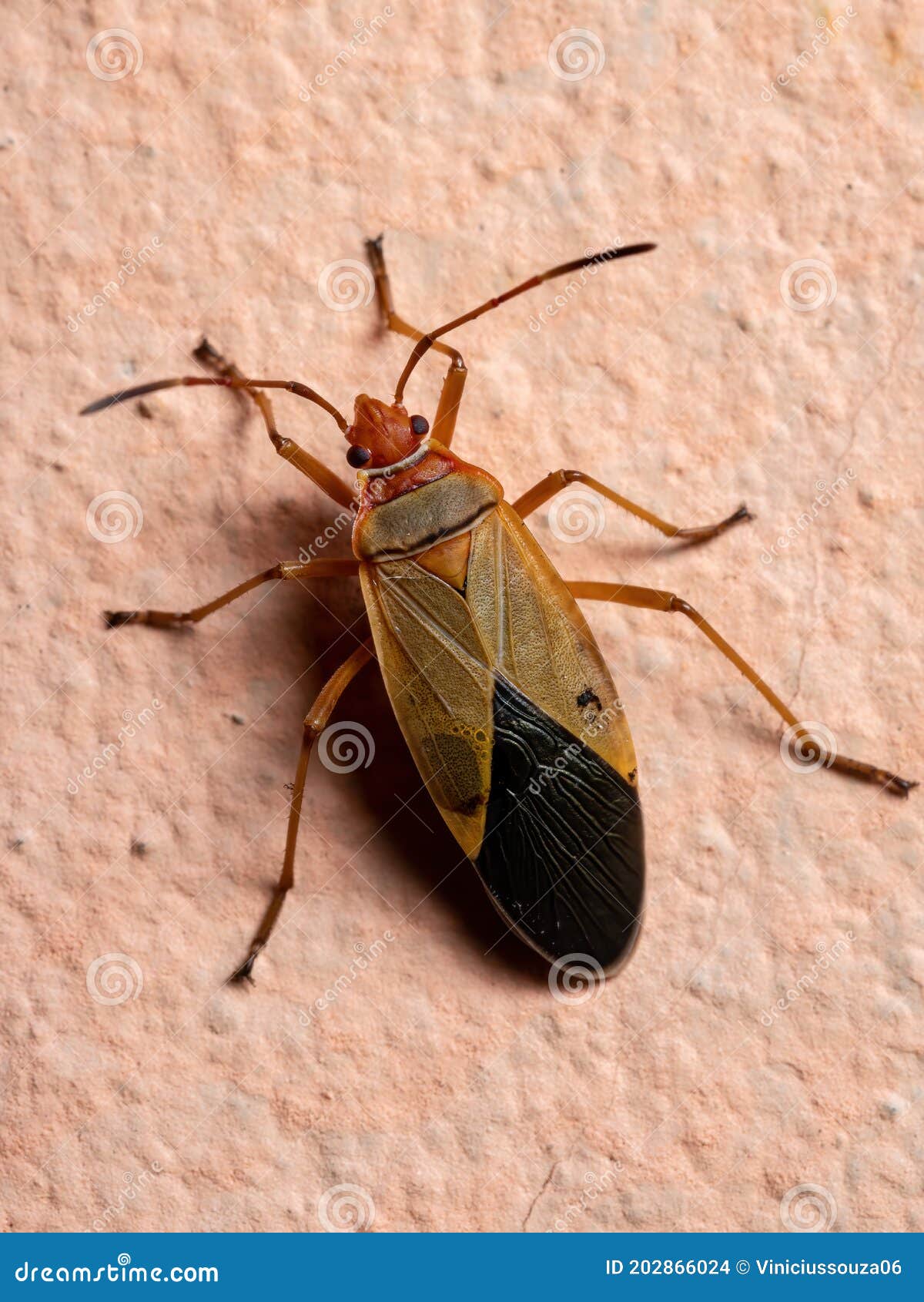 Adult Cotton Stainer Bug in the Wall Stock Photo - Image of outdoor ...