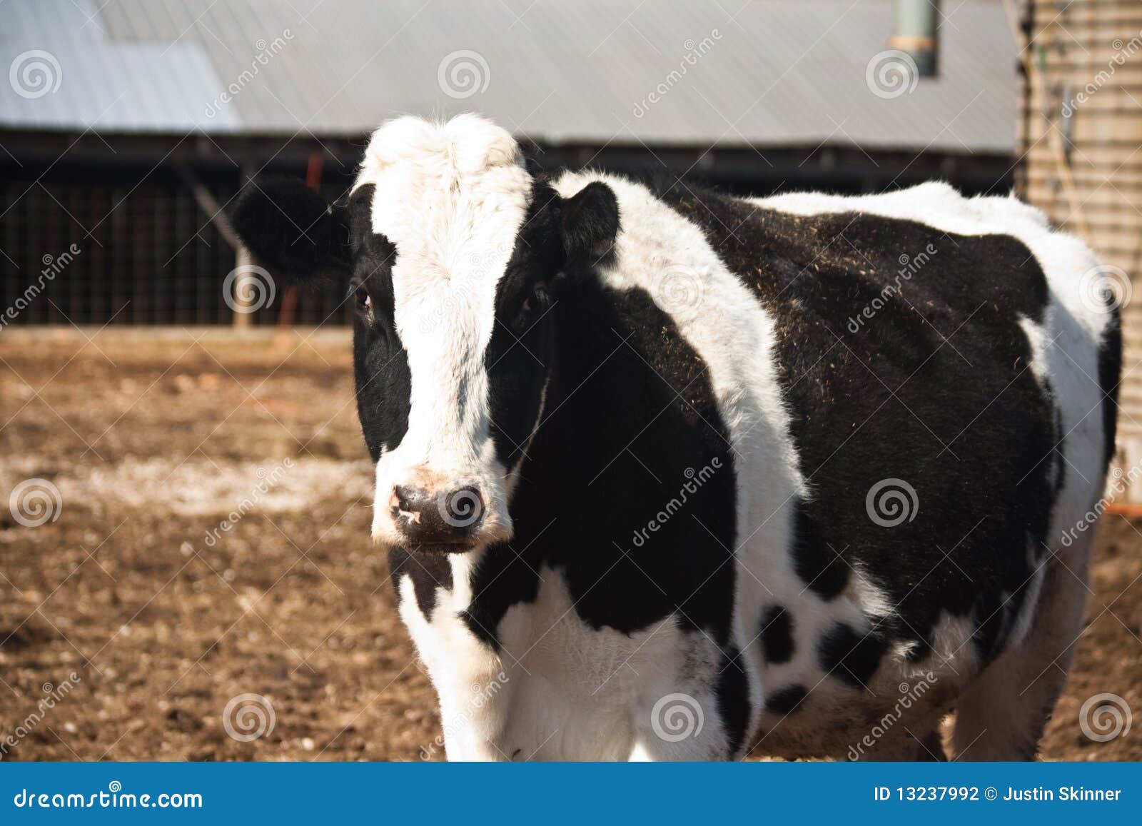 Adult Cow stock photo. Image of heifer, animal, cows - 13237992