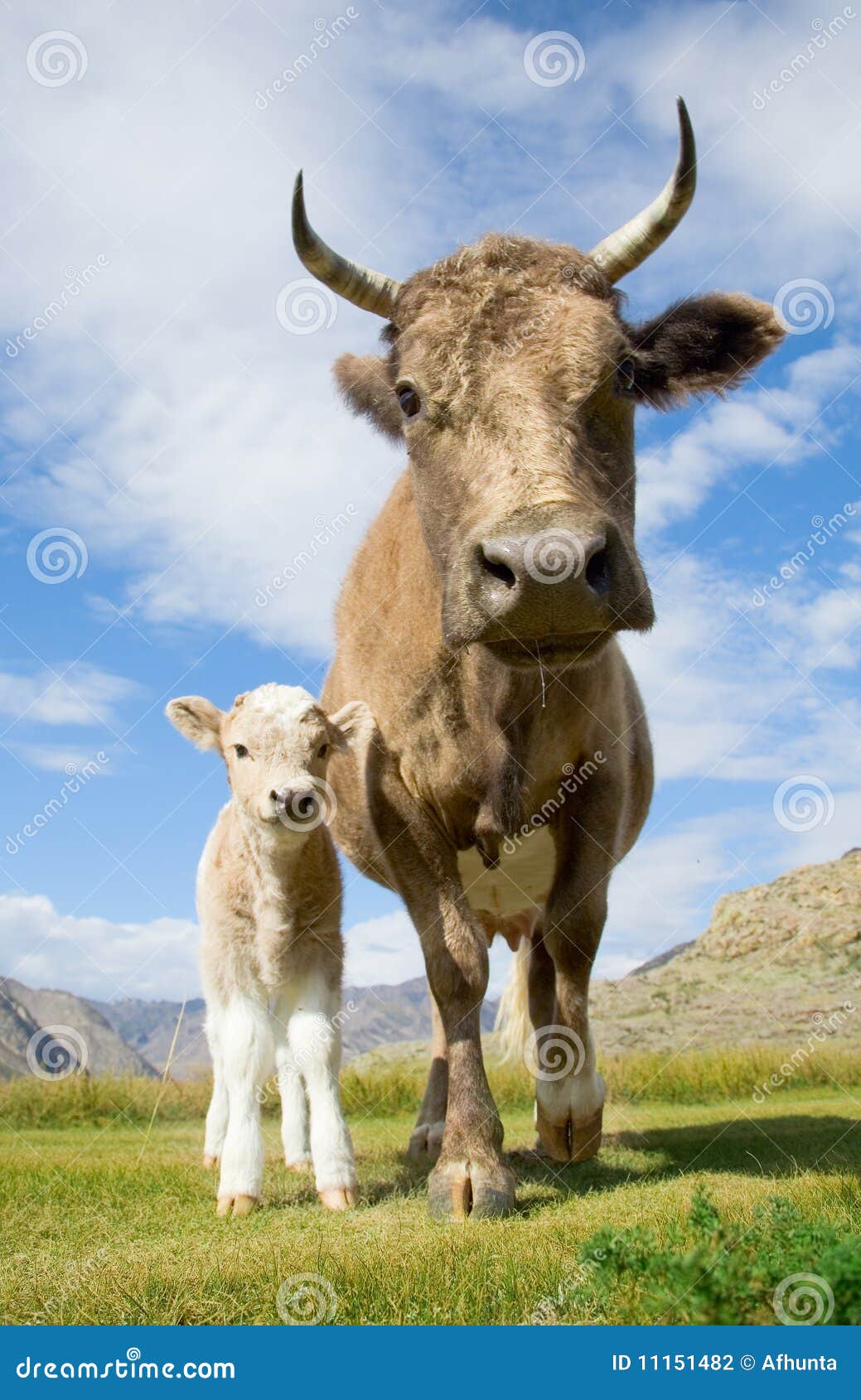 An adult cow and calf stock photo. Image of bull, horns - 11151482