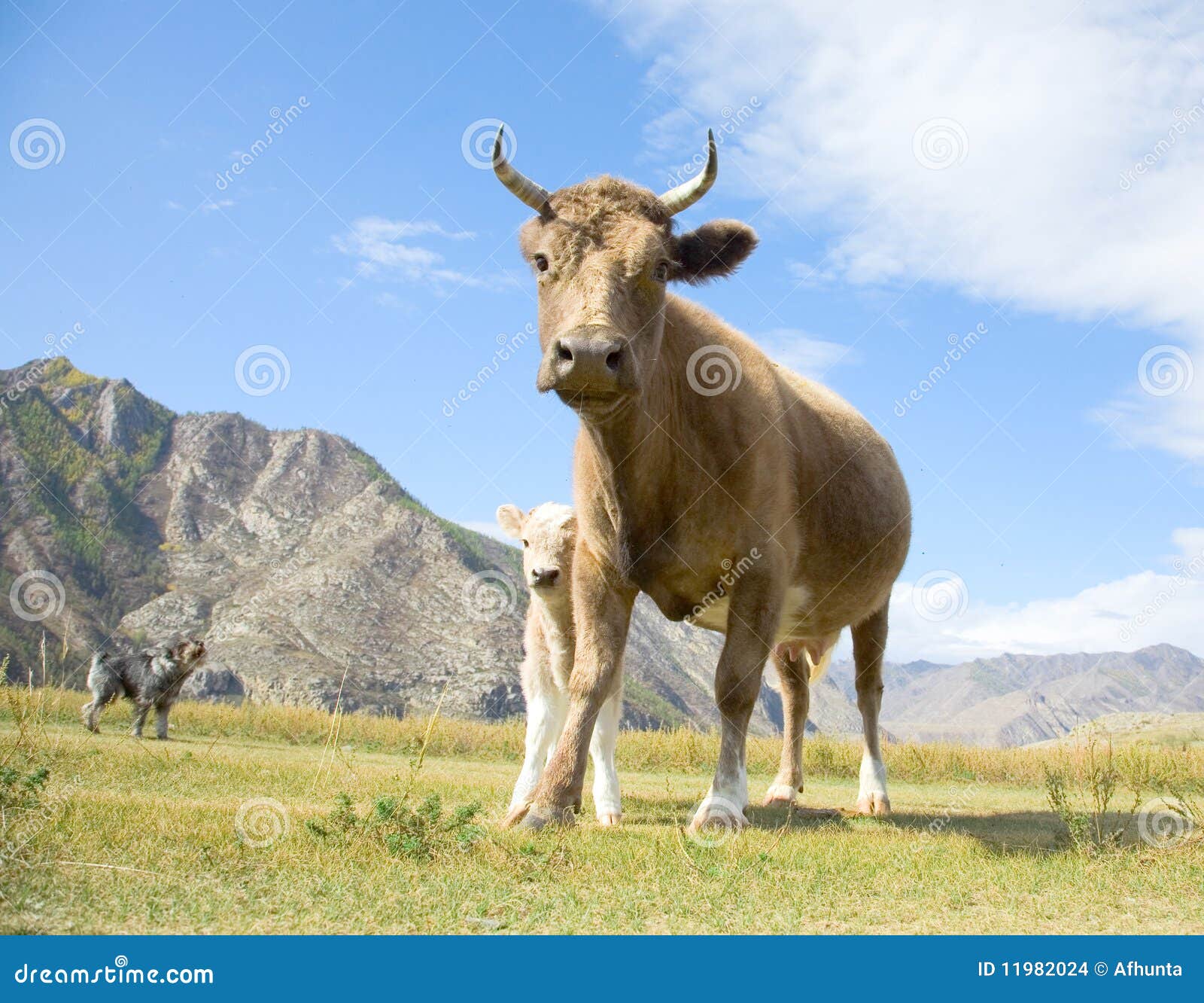 An adult cow and calf stock photo. Image of mountain - 11982024