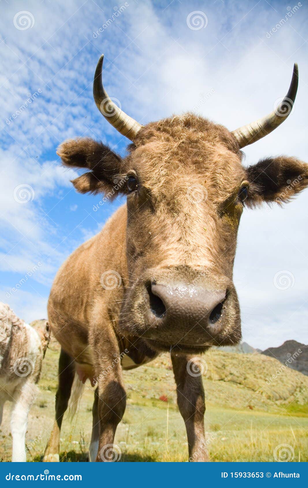 An adult cow and calf stock image. Image of grazing, farm - 15933653