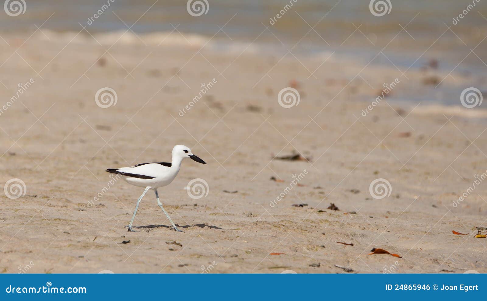 Adult Crab-Plover stock photo. Image of alone, colours - 24865946