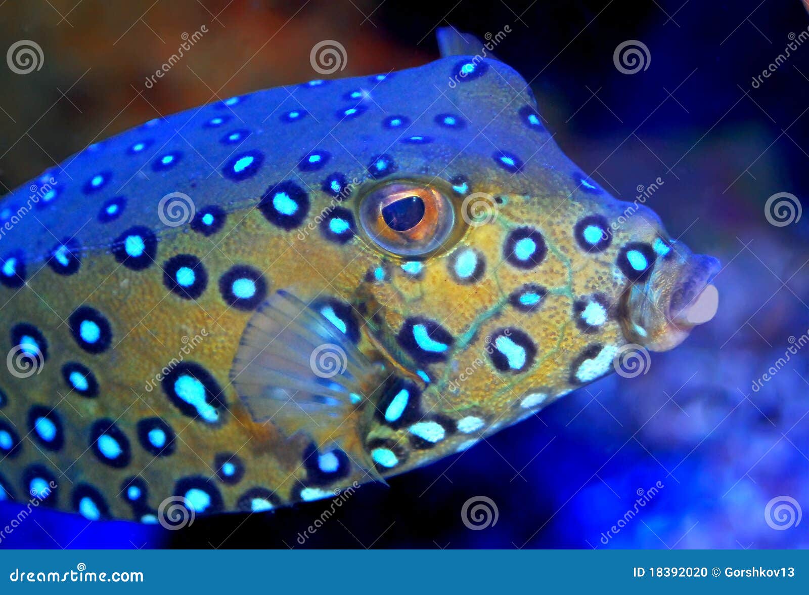 Adult Cube Trunk Fish on Coral Reef Stock Photo - Image of shallow ...