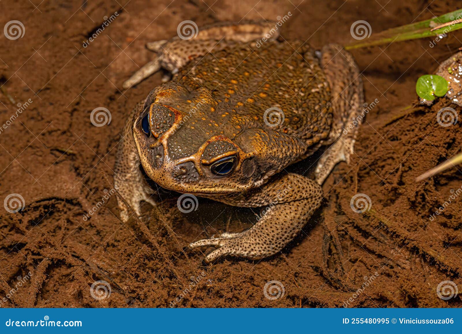 Adult Cururu Toad stock image. Image of cururu, black - 255480995