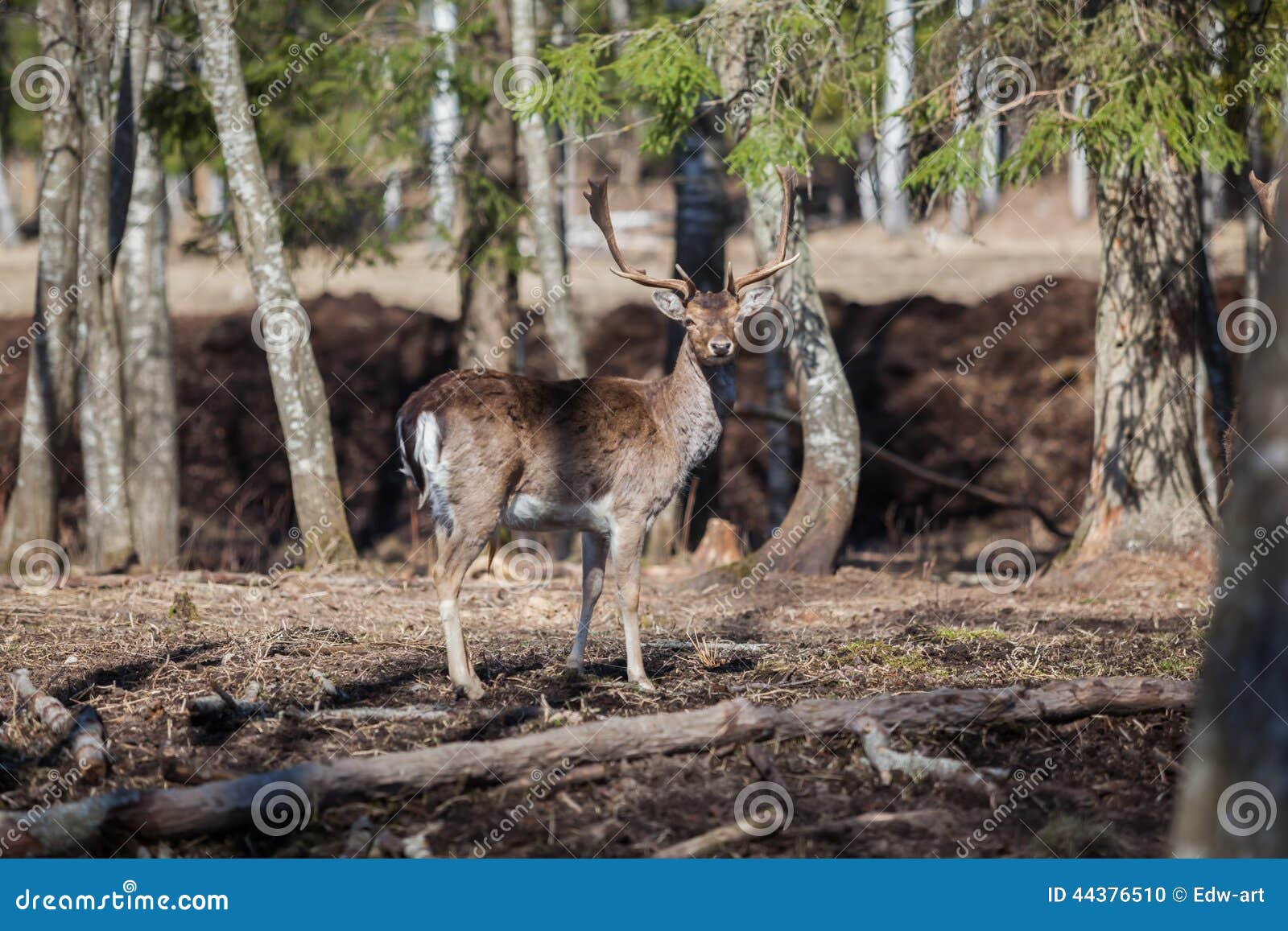 Adult deer in the woods stock photo. Image of outdoors - 44376510