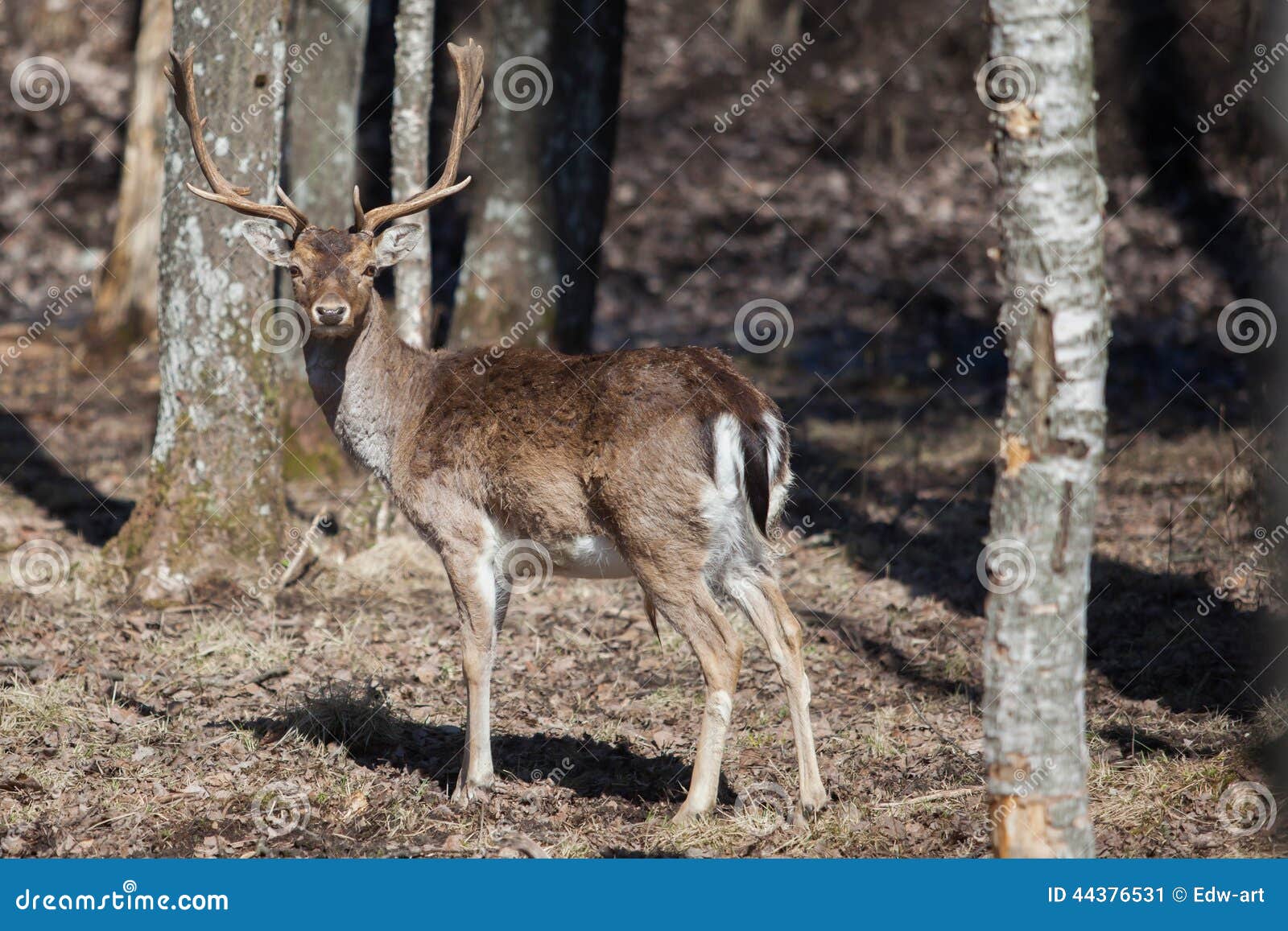 Adult deer in the woods stock image. Image of fallow - 44376531
