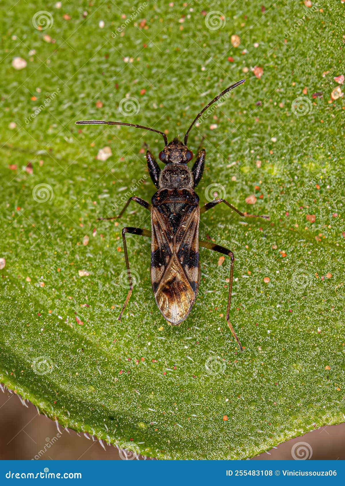 Adult Dirt-colored Seed Bug Stock Photo - Image of wild, irtcolored ...
