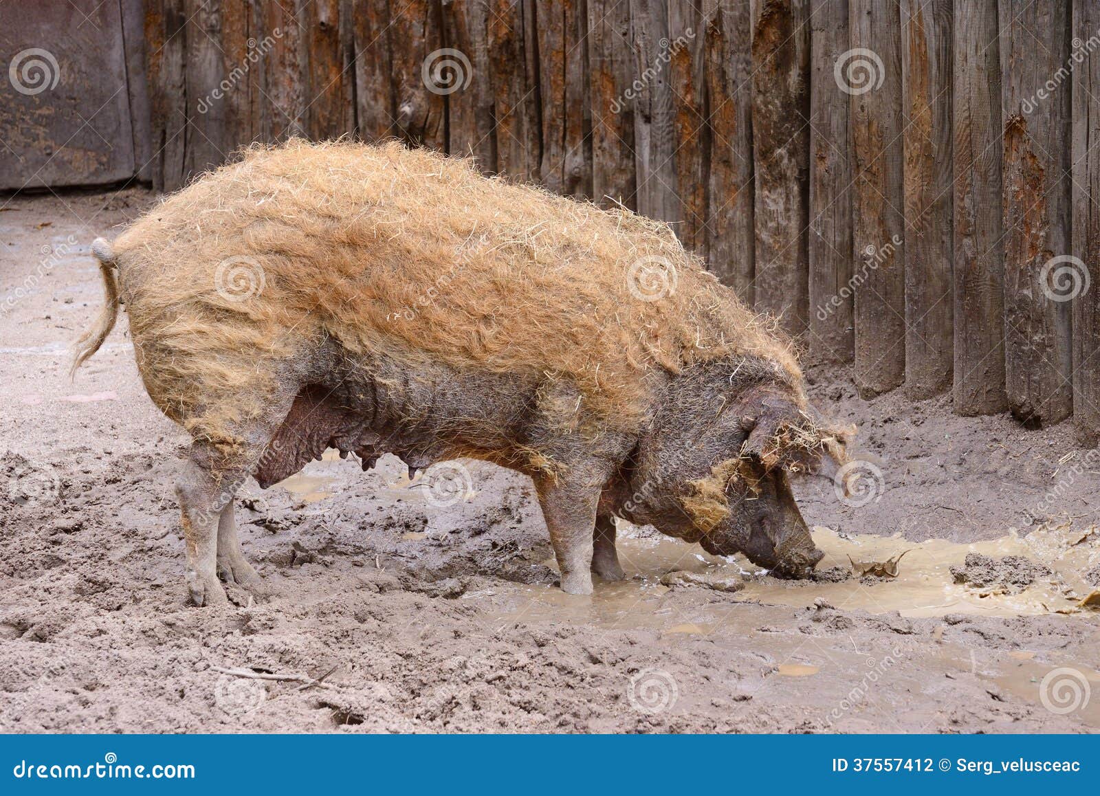 Adult dirty pig stock photo. Image of outdoors, farming - 37557412