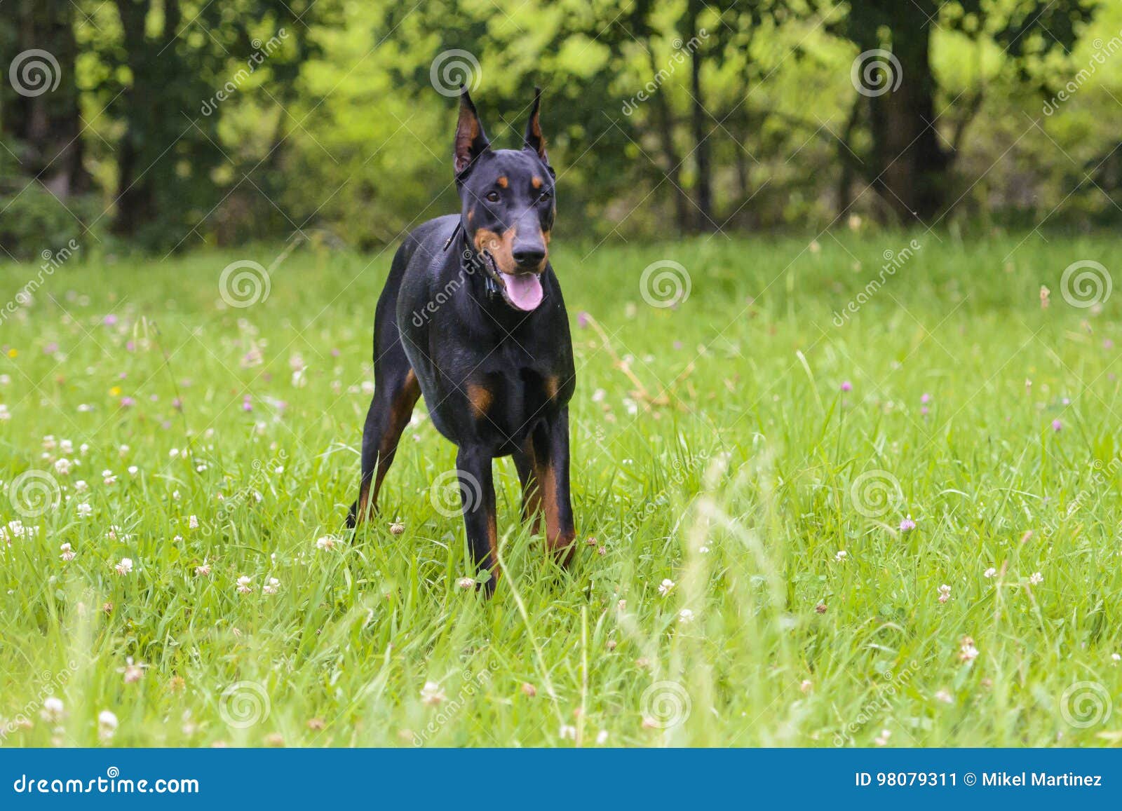Adult Doberman in the Field Stock Image - Image of canine, mammal: 98079311