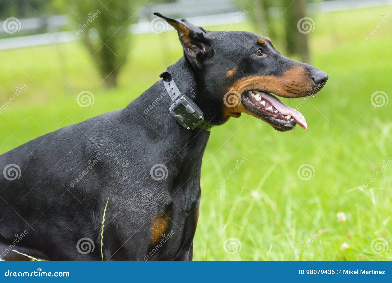 Adult Doberman in the Field Stock Photo - Image of grass, domestic ...