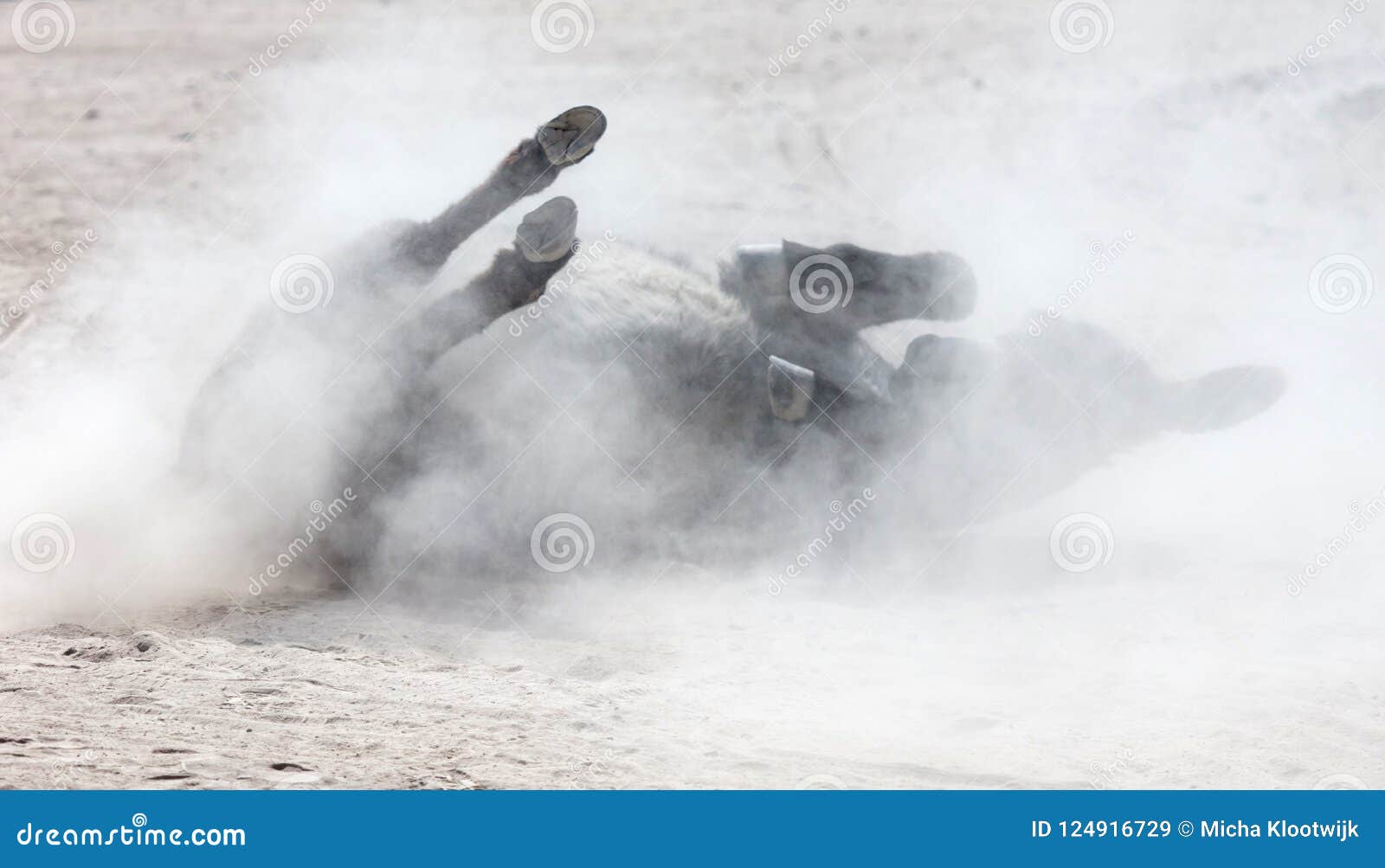Adult Donkey Rolling in the Sand Stock Image - Image of sand, animal ...