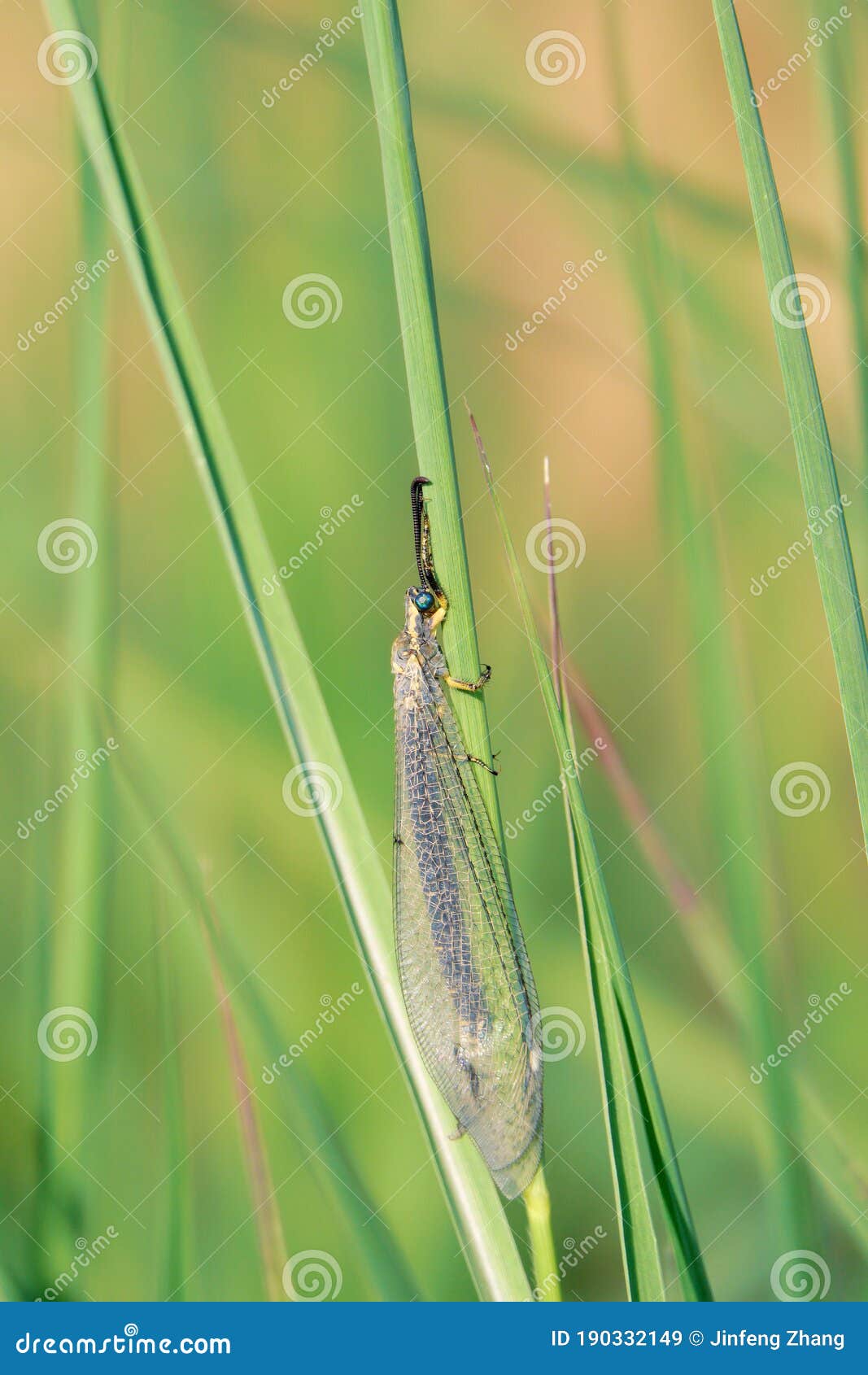 Adult doodlebug stock image. Image of close, life, wildlife - 190332149