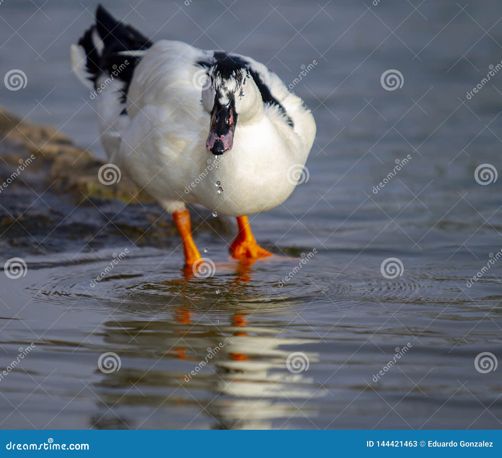 Adult Duck Drinking Water on a River with Water Drops Falling Stock ...