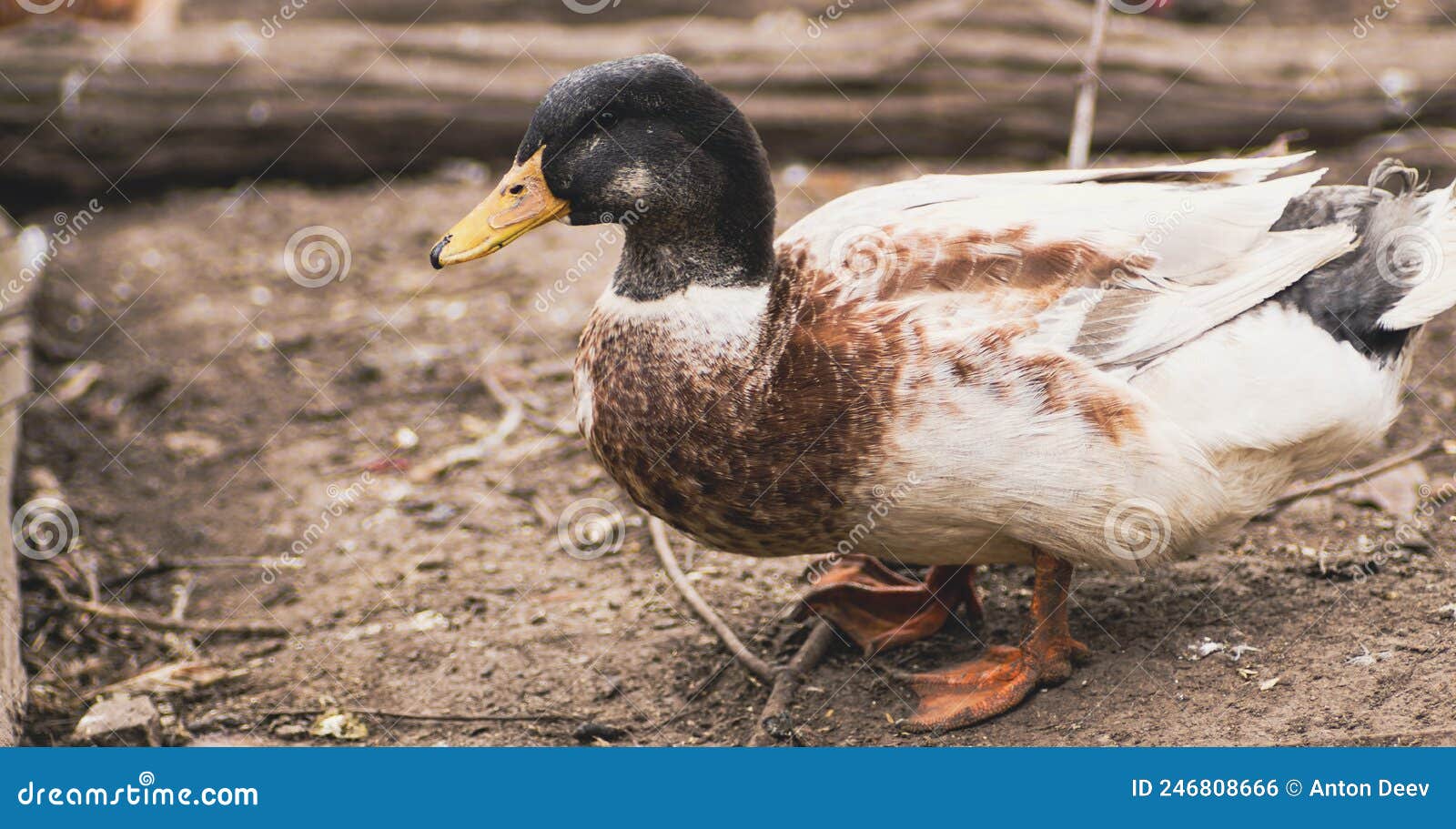 Adult Duck in Paddock. Domestic Duck on Walk. Stock Photo - Image of ...
