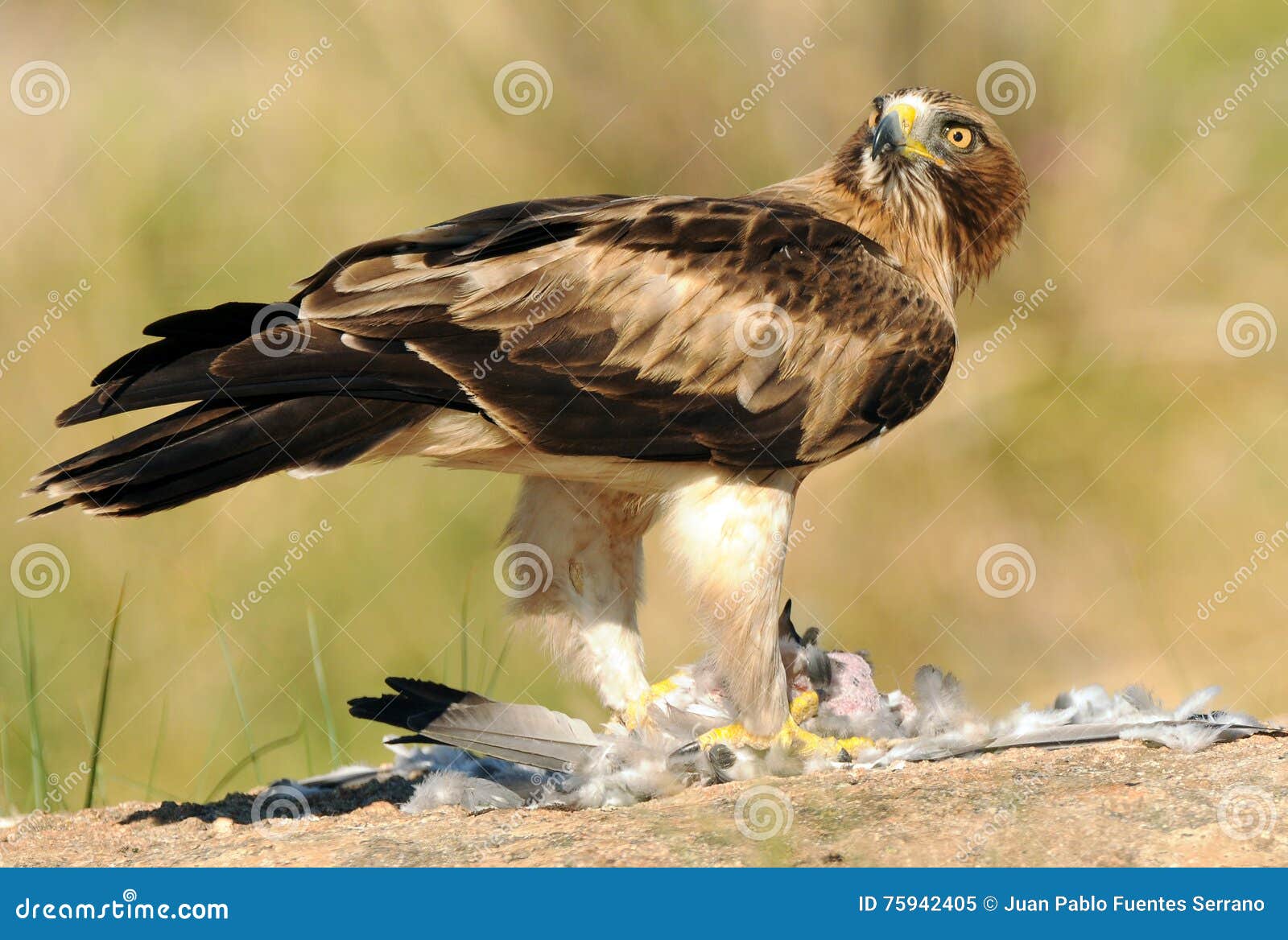 Adult Eagle Eating Its Prey Roadway Stock Image - Image of female, dove ...