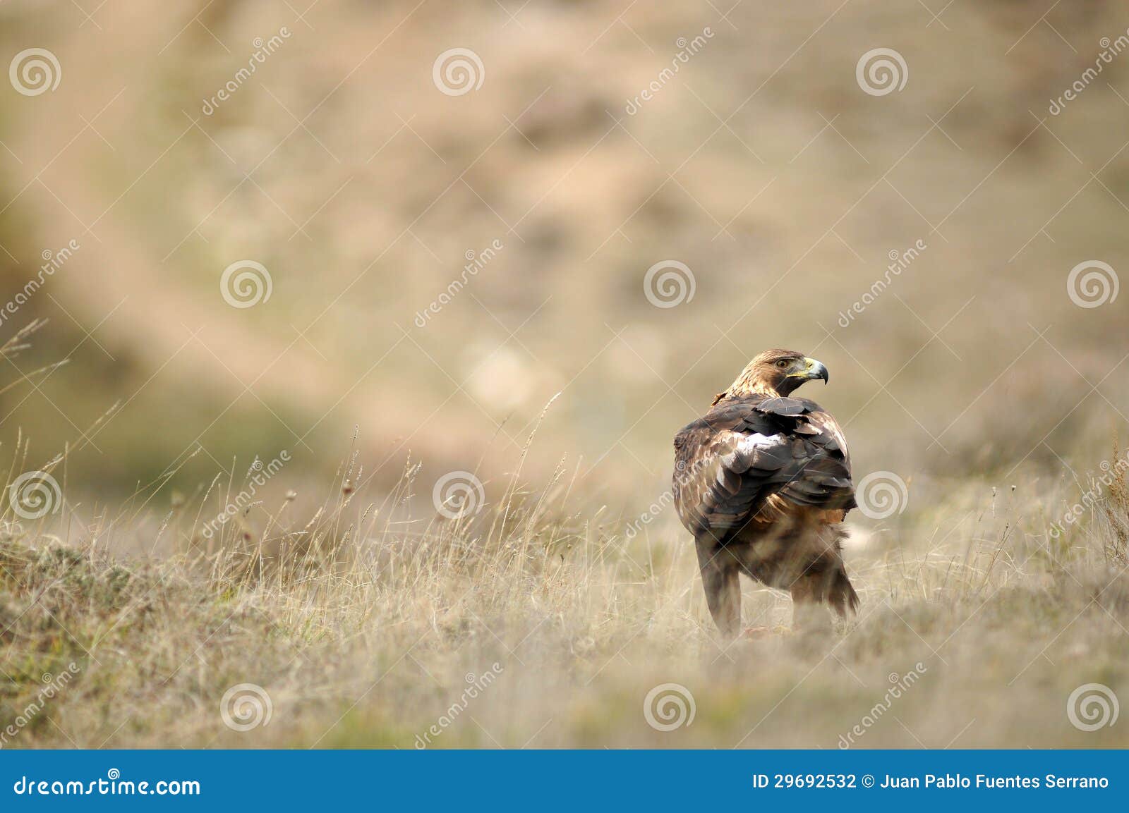 Adult Eagle in the Field of Spikes Stock Photo - Image of feathers ...