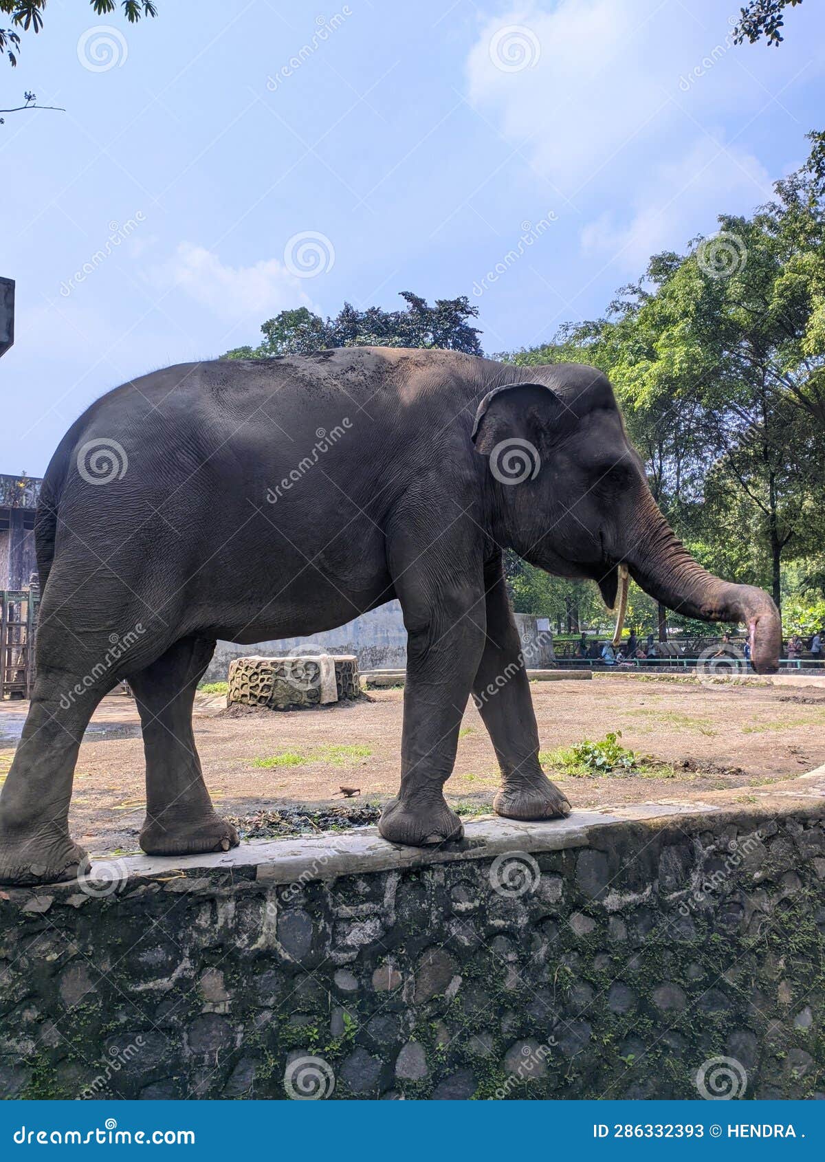 Adult Elephant in style stock image. Image of safari - 286332393