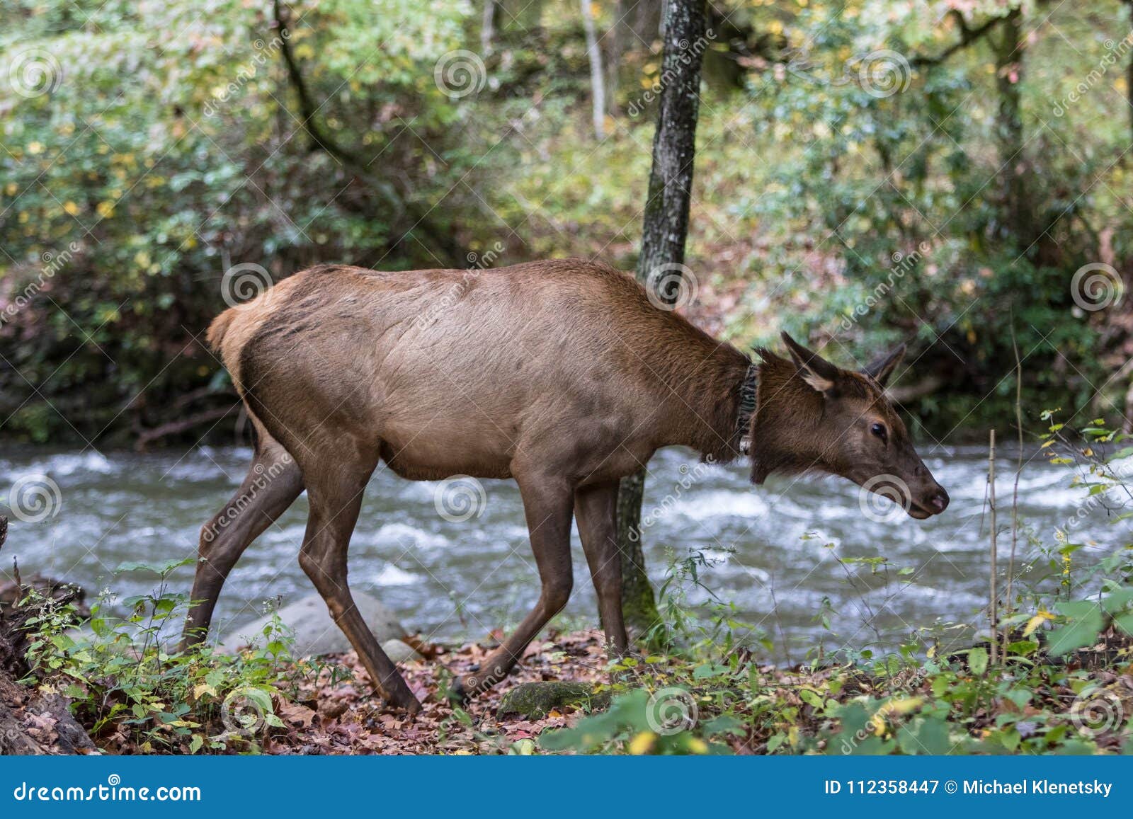 Adult Elk Doe stock image. Image of animal, creature - 112358447
