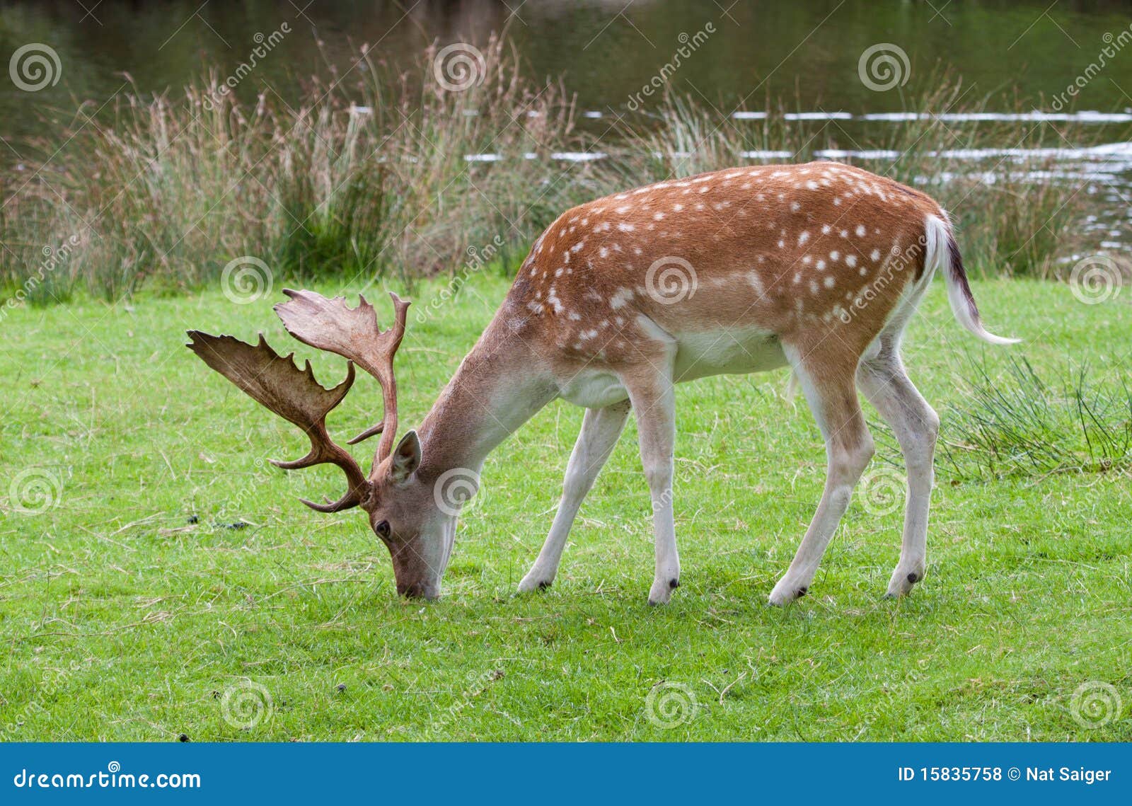 Adult Fallow Deer Buck Royalty Free Stock Photos - Image: 15835758